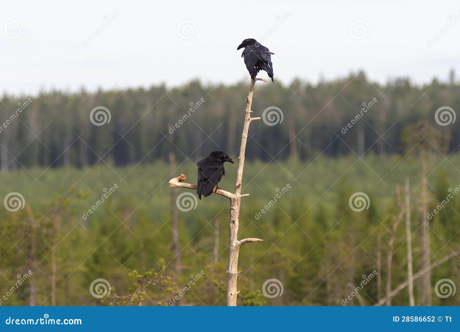 Ravens in tree top stock photo. Image of wildlife, corax - 28586652