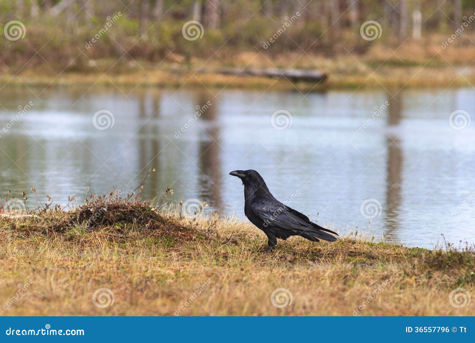 Ravens in tree top stock photo. Image of raven, black - 36557796