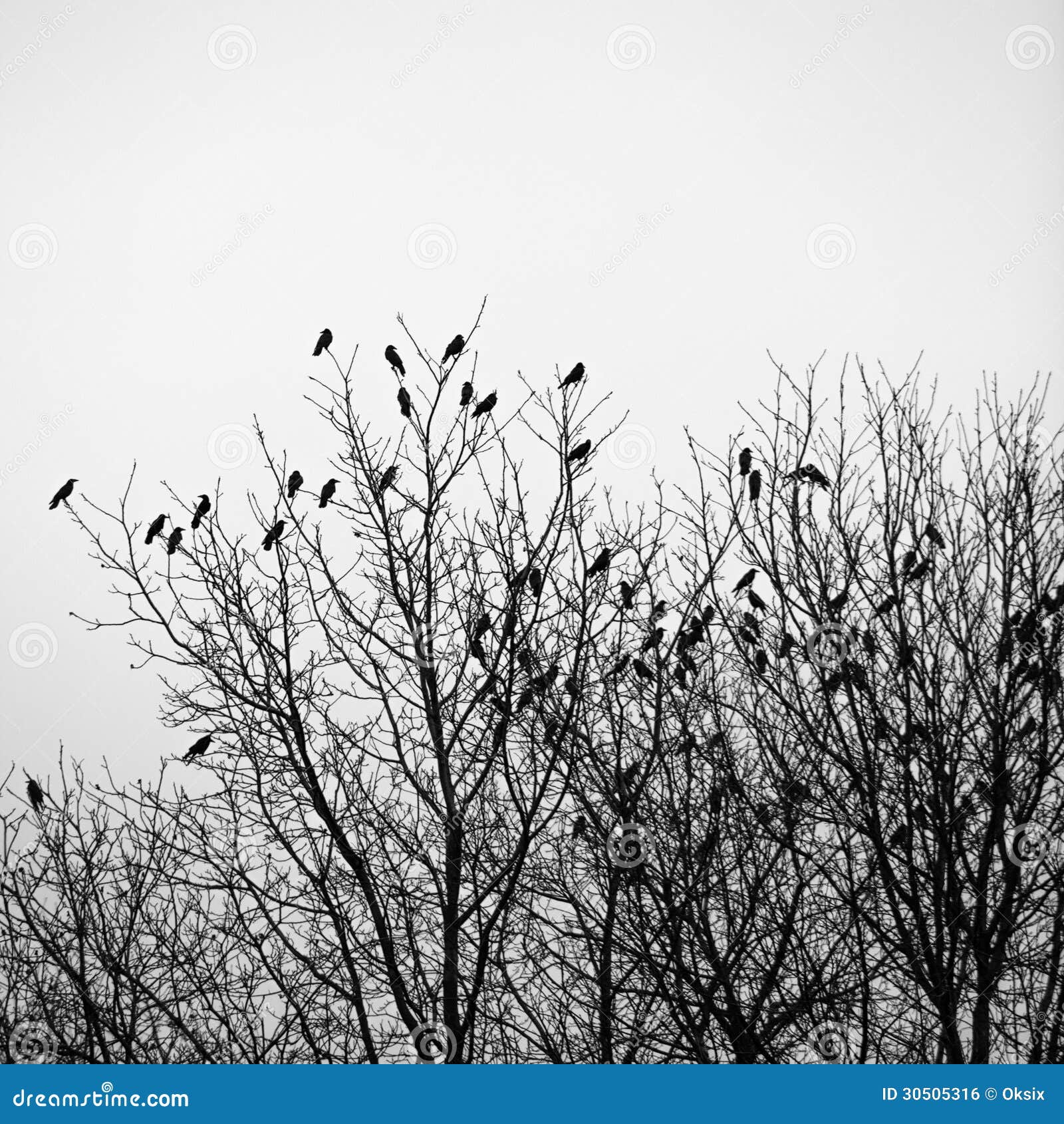Ravens on the trees stock photo. Image of cold, branch - 30505316