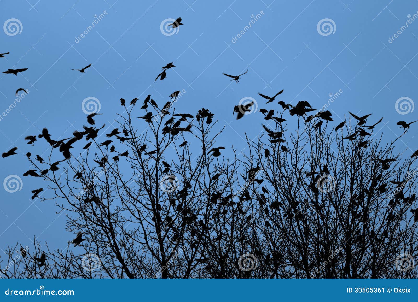 Ravens on the trees stock image. Image of morning, blue - 30505361