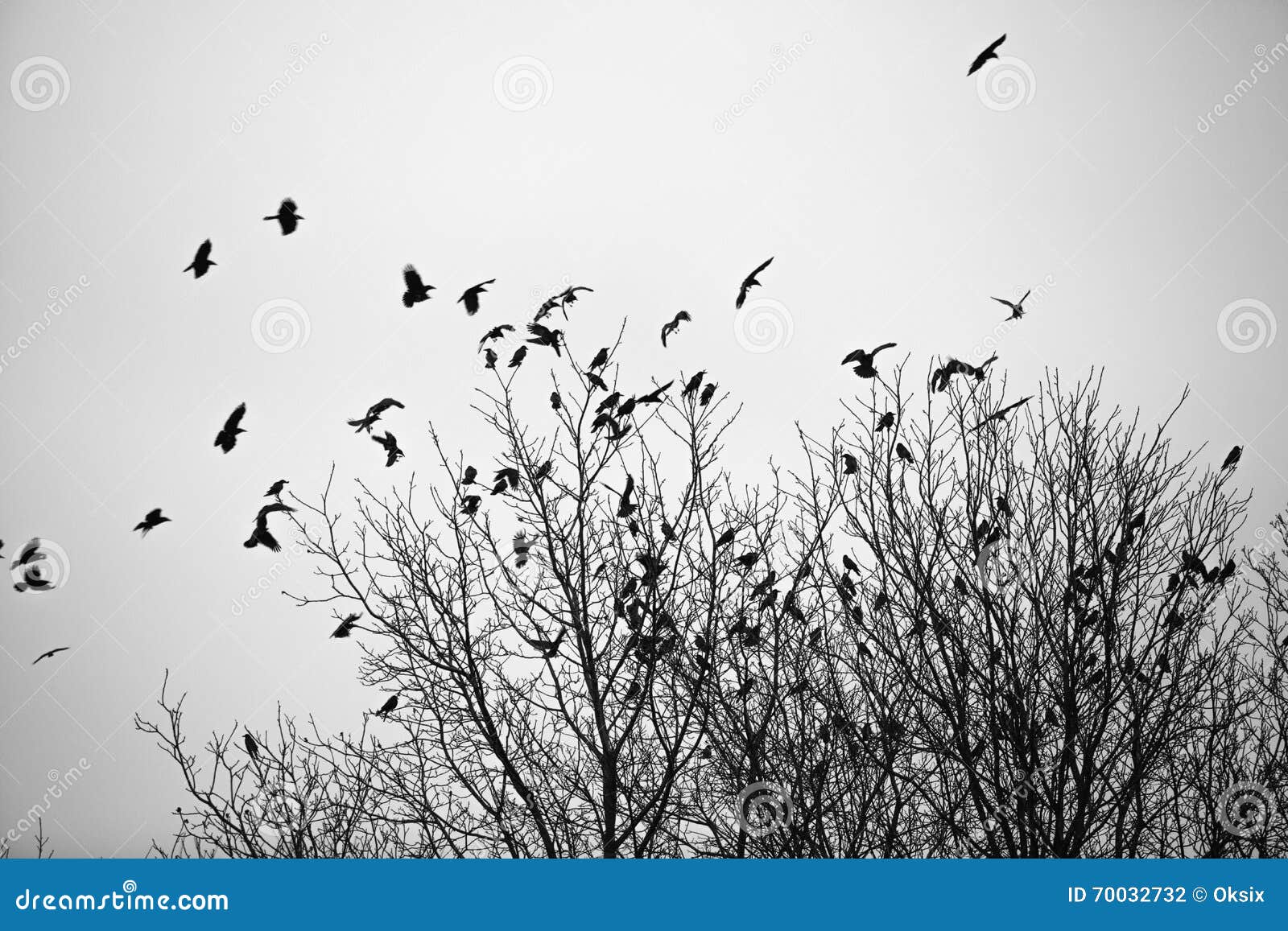 Ravens on the trees stock photo. Image of leafless, black - 70032732