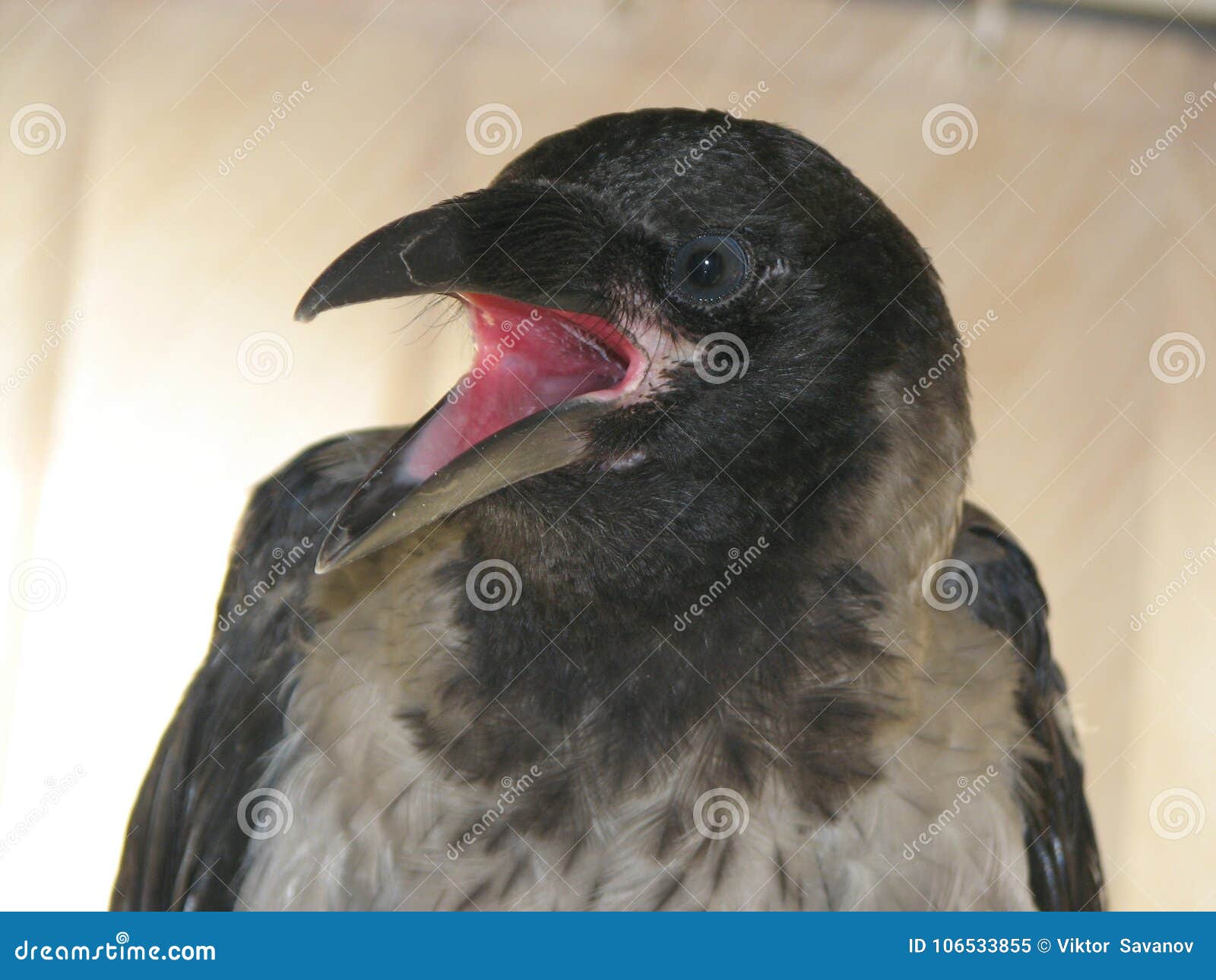 Beautiful Gray Crow Opened the Beak. Stock Image - Image of vertebrates ...