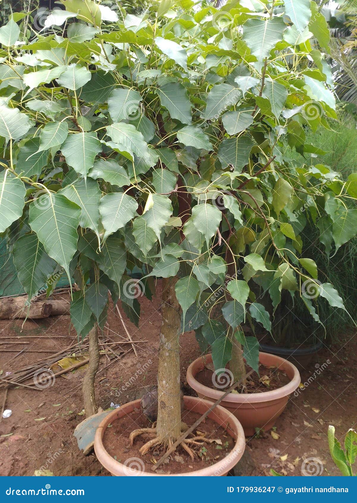 Ravi plant nursery natture stock image. Image of plantravi - 179936247