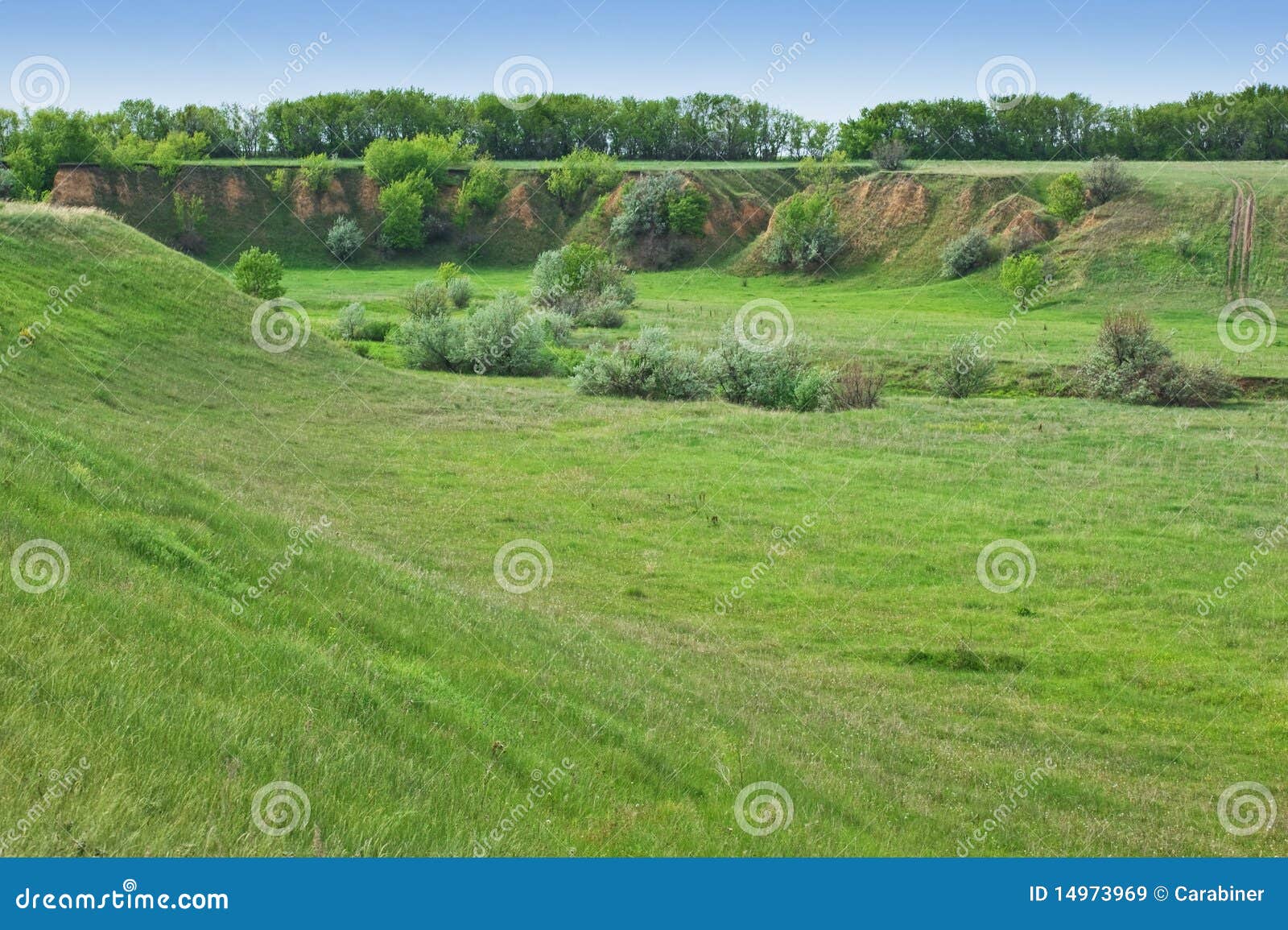Ravina e floresta imagem de stock. Imagem de planta, terra - 14973969