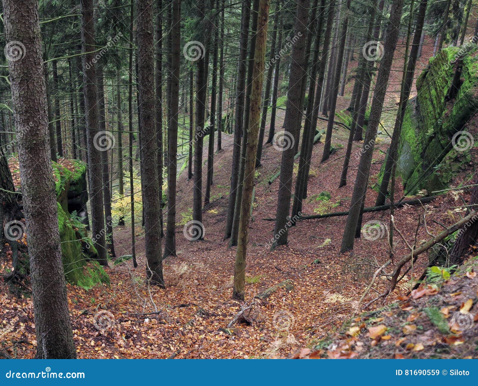 Ravina Profunda Na Floresta Imagem de Stock - Imagem de outono ...