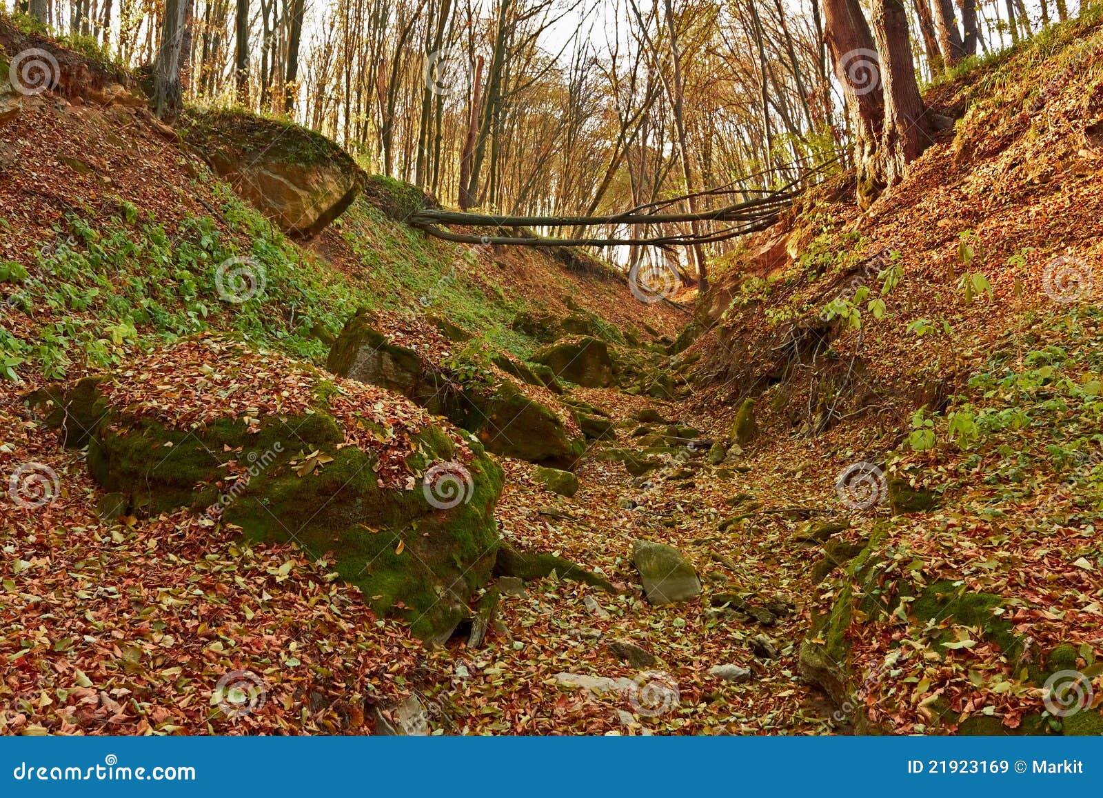 Ravine in the forest stock image. Image of basin, green - 21923169