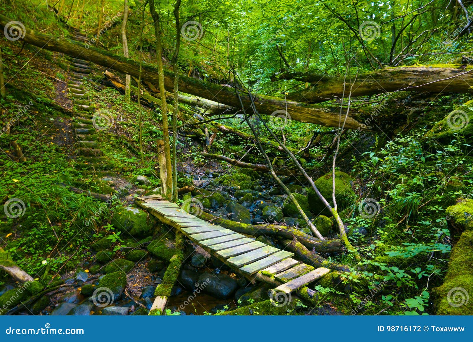 Overgrowth Ravine in the Forest Stock Photo - Image of windfall, stream ...