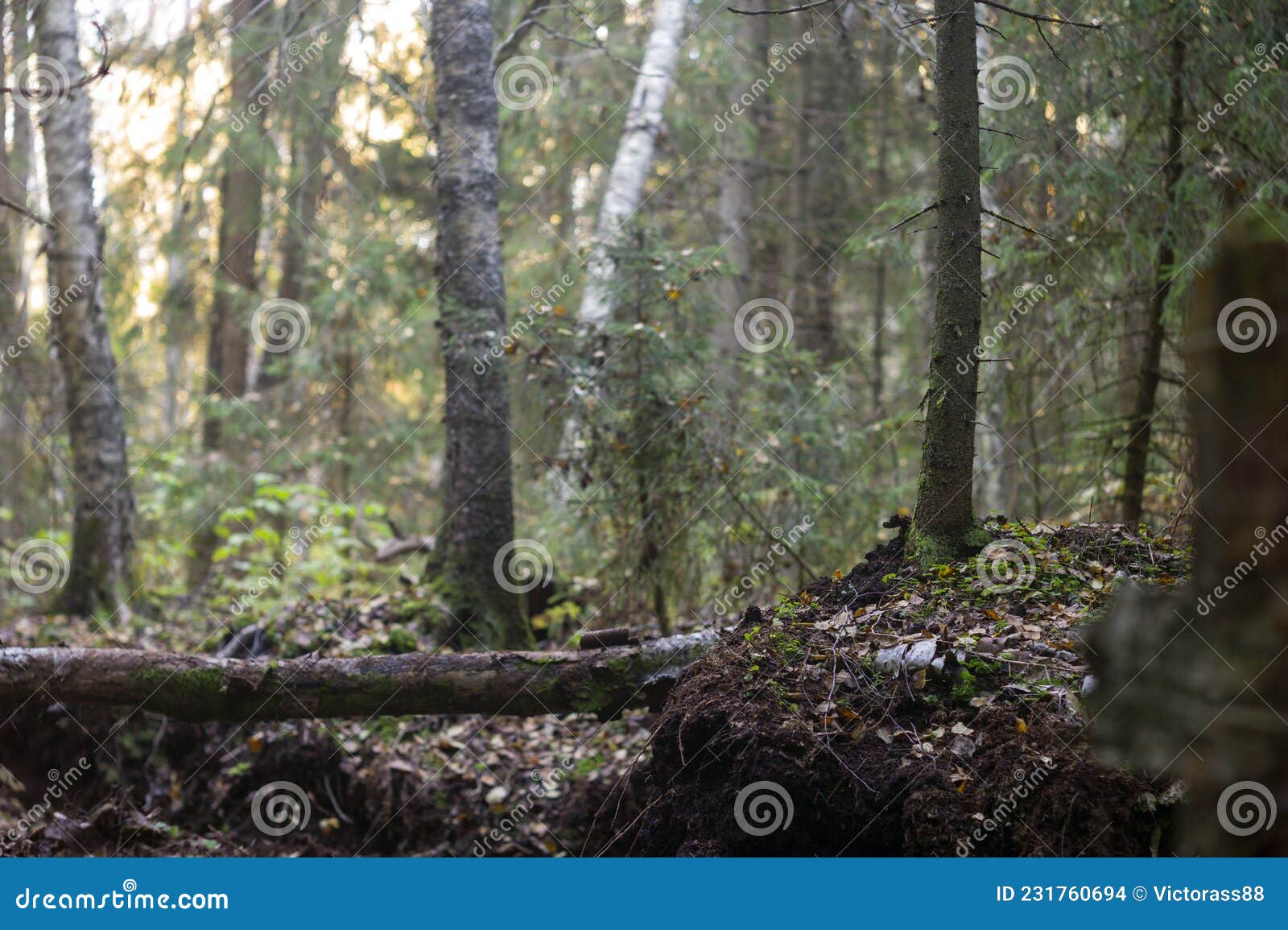 Ravine in a forest stock photo. Image of nature, ravine - 231760694