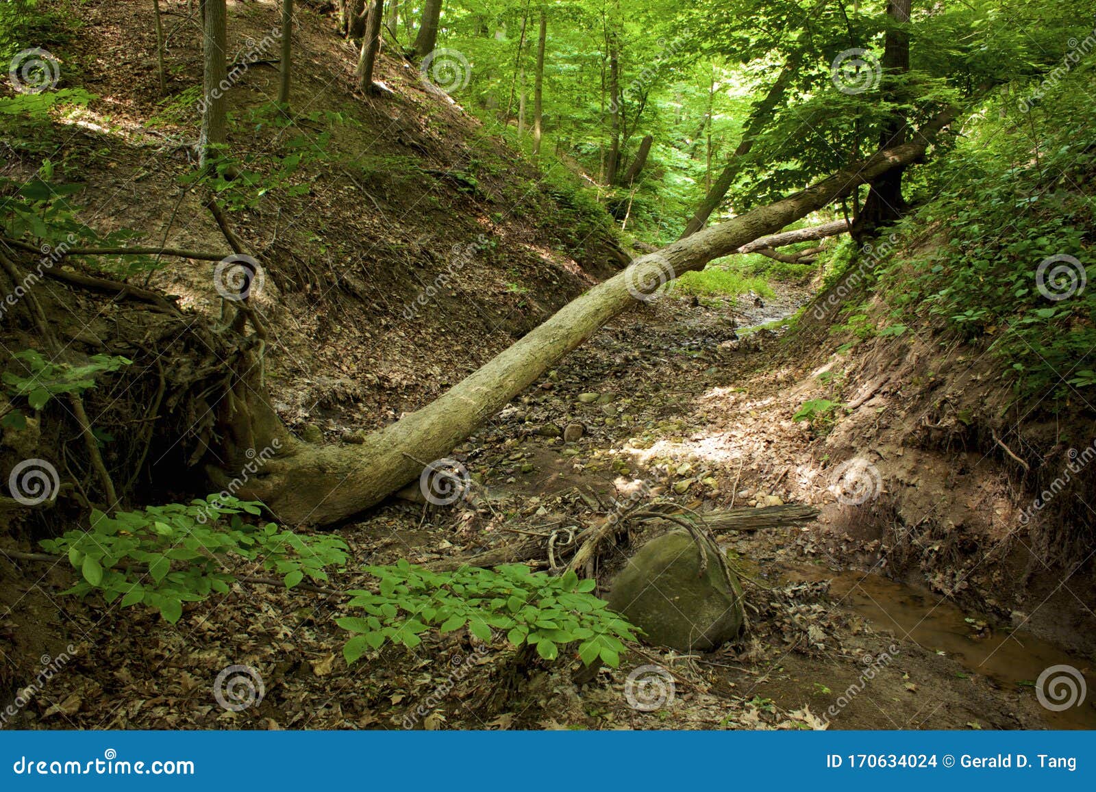 Ravine in Fort Sheridan 701604 Stock Photo - Image of trees, shrubs ...