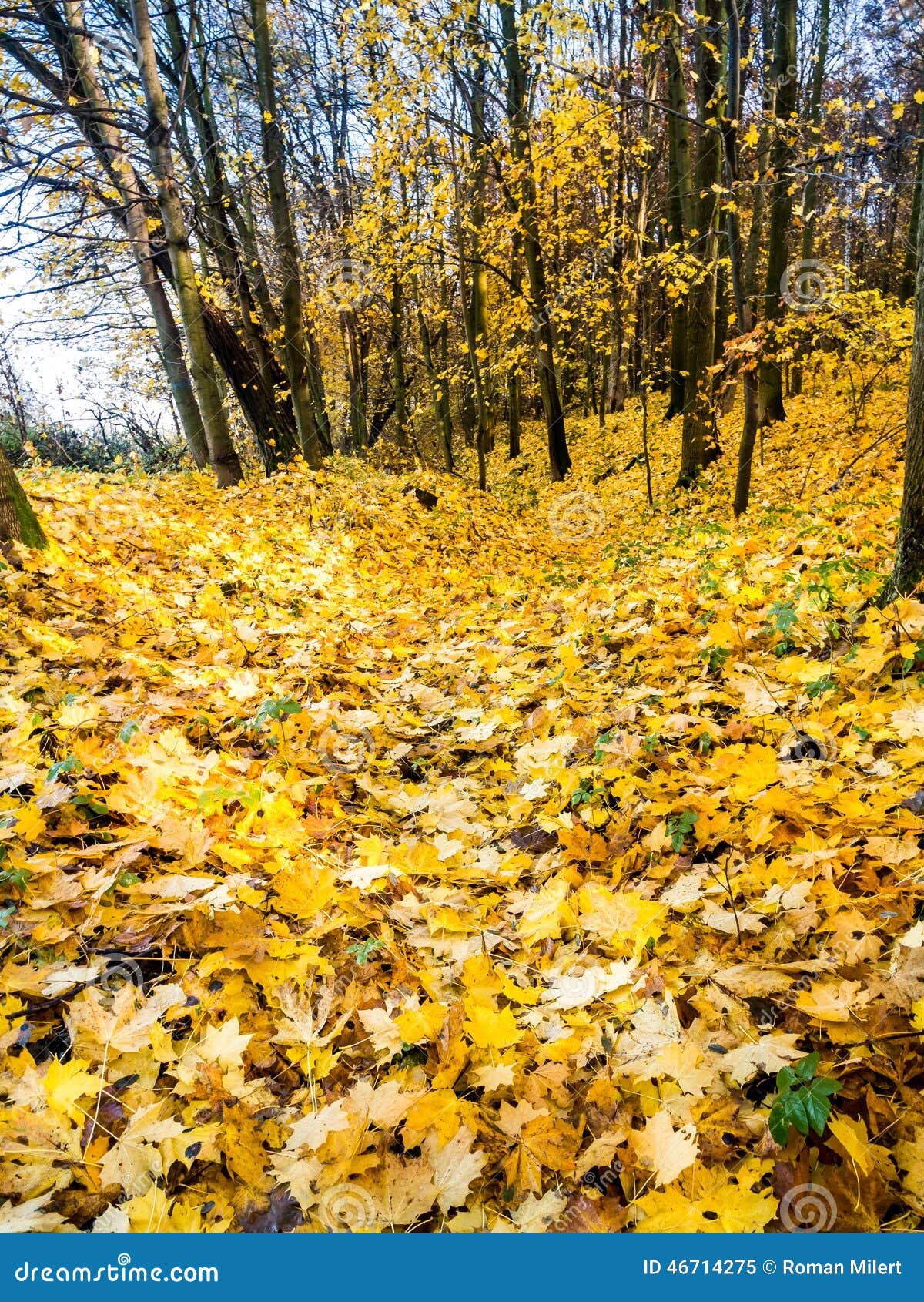 Ravine stock image. Image of autumn, path, tree, ground - 46714275