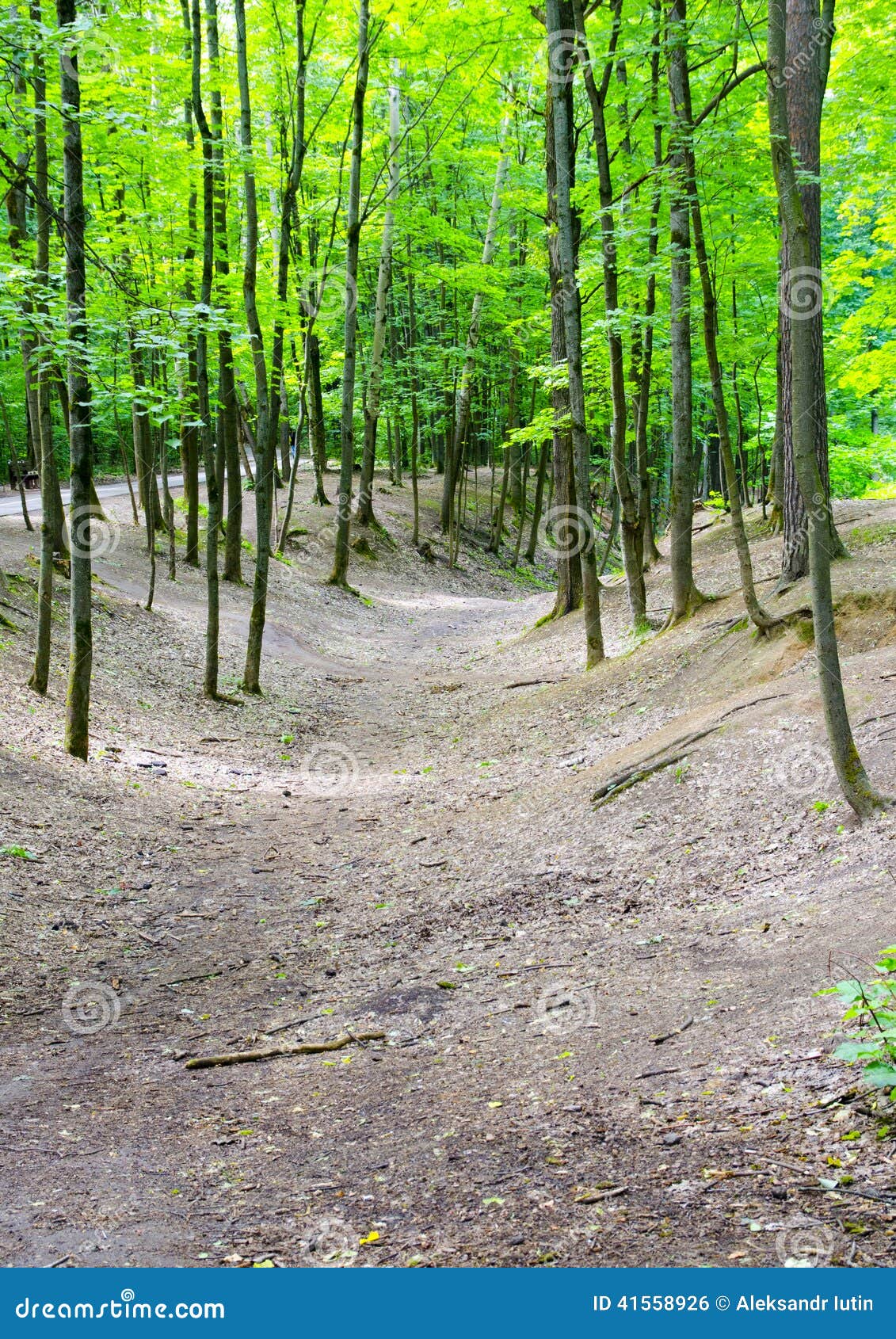 The ravine and trees stock photo. Image of green, foliage - 41558926