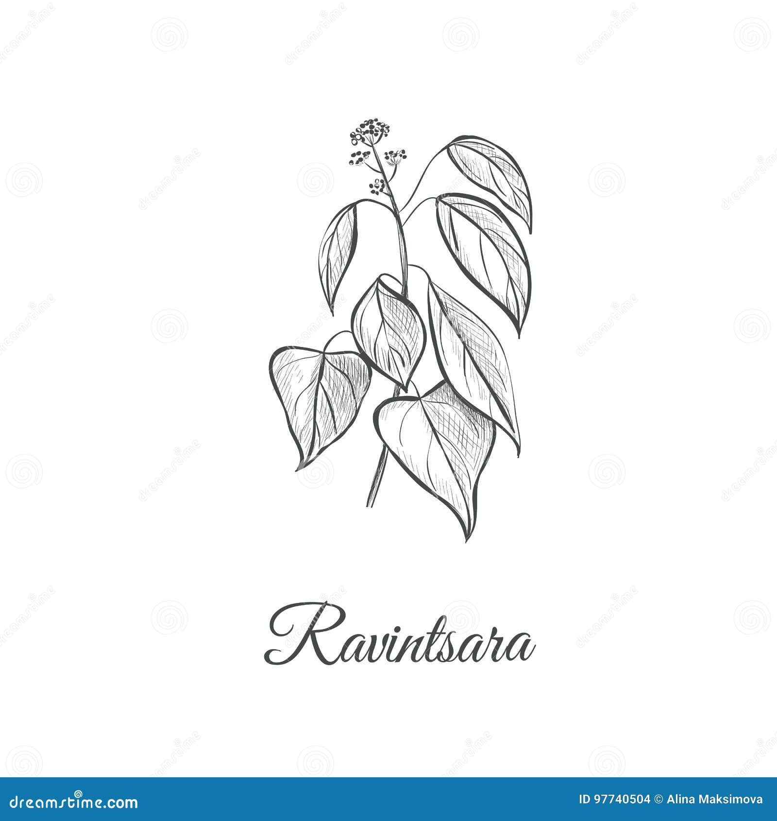 Ravintsara Sketch Hand Drawing. Ravintsara Stock Vector - Illustration ...