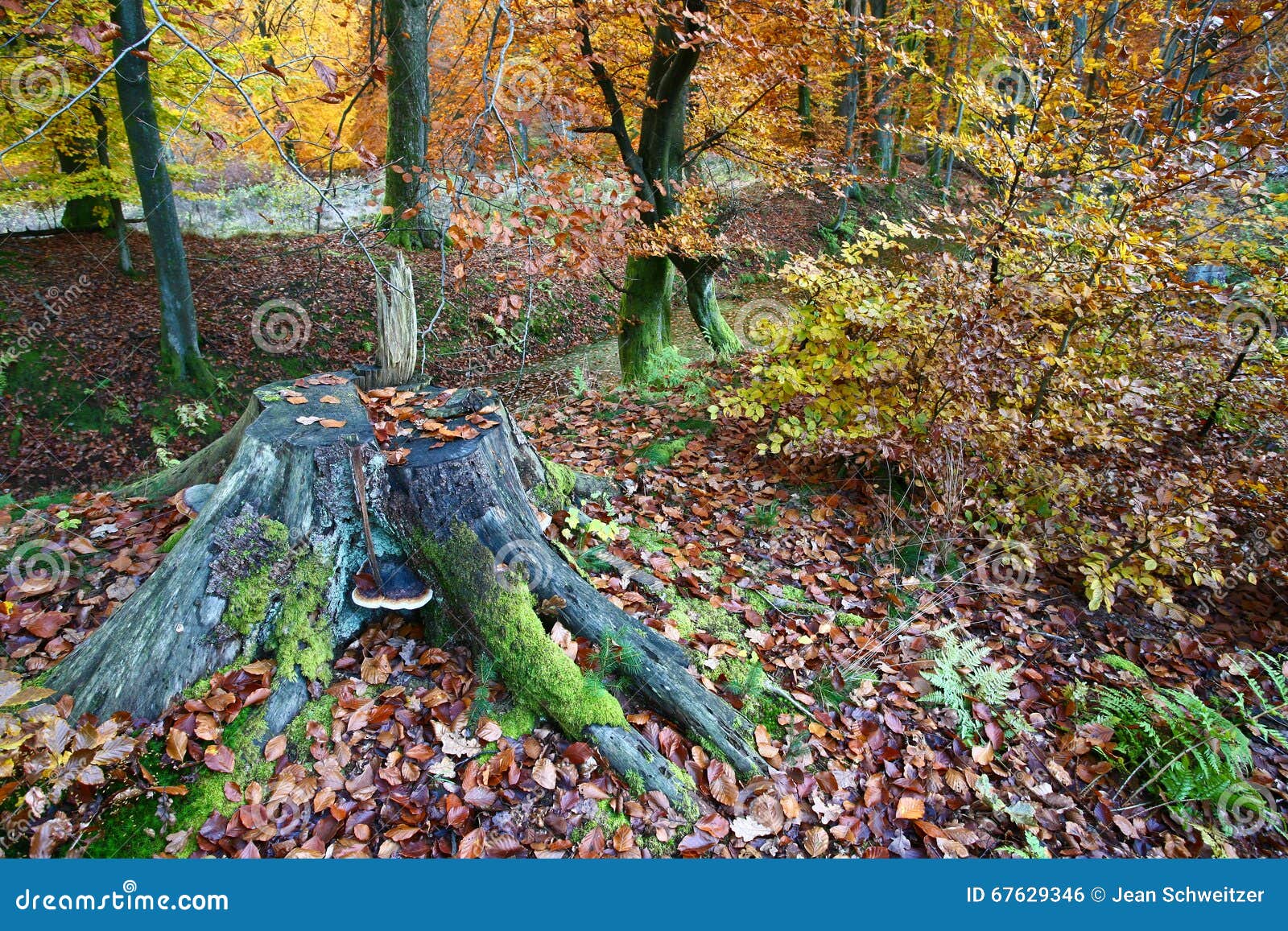 Ravnsholt Forest in Alleroed Denmark Stock Photo - Image of autumn ...