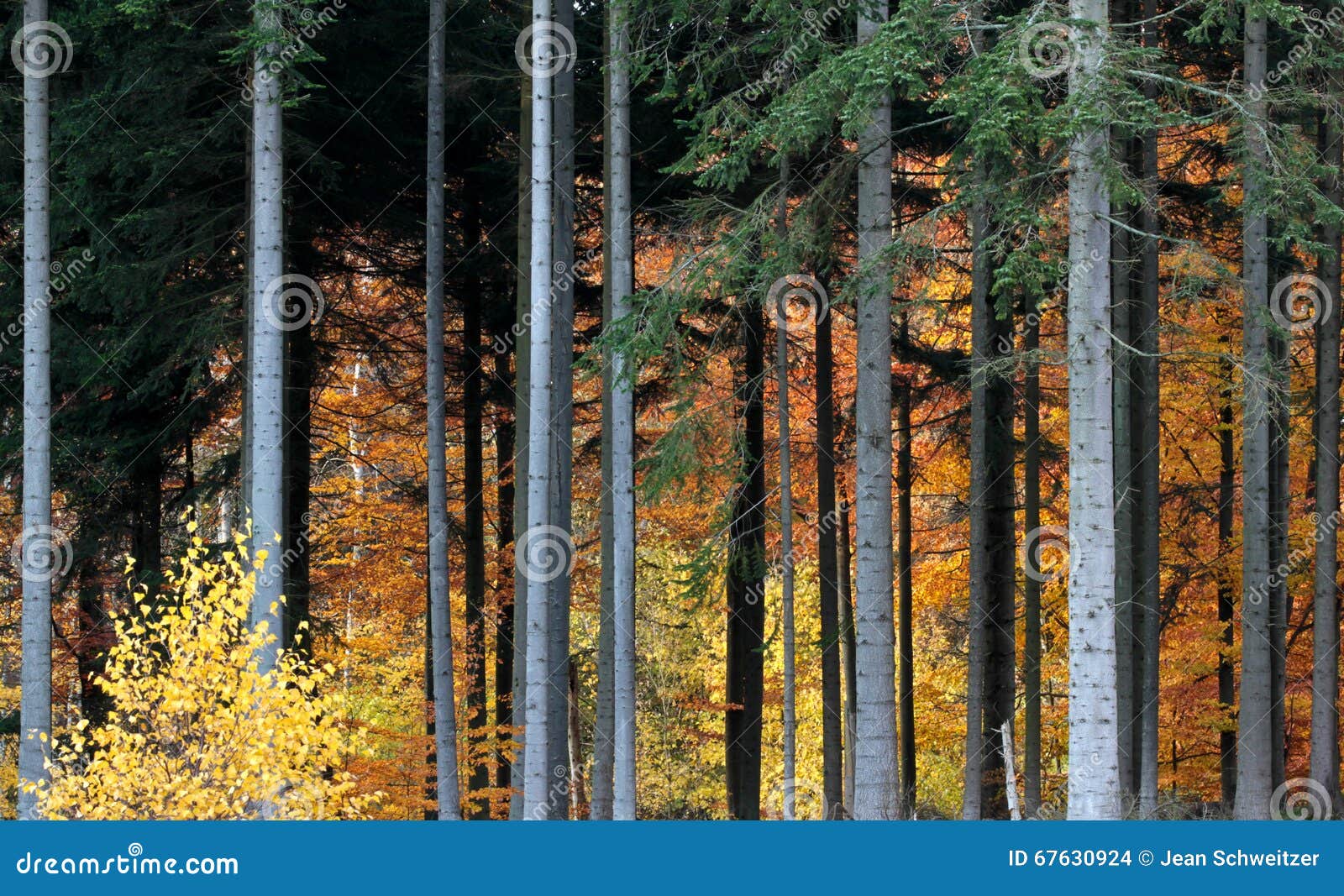 Ravnsholt Forest in Alleroed Denmark Stock Photo - Image of autumnal ...