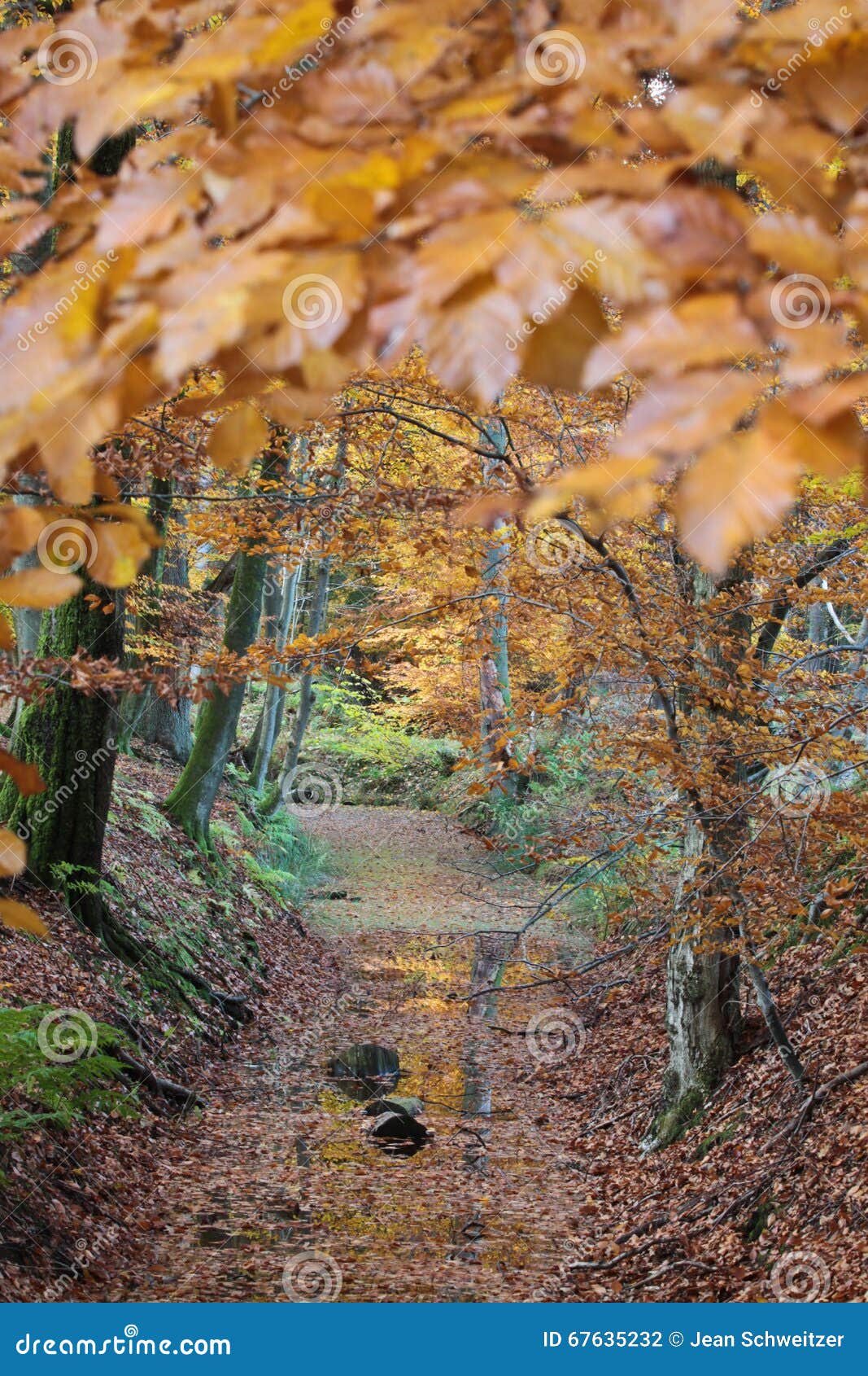 Ravnsholt Forest in Alleroed Denmark Stock Photo - Image of autmn ...