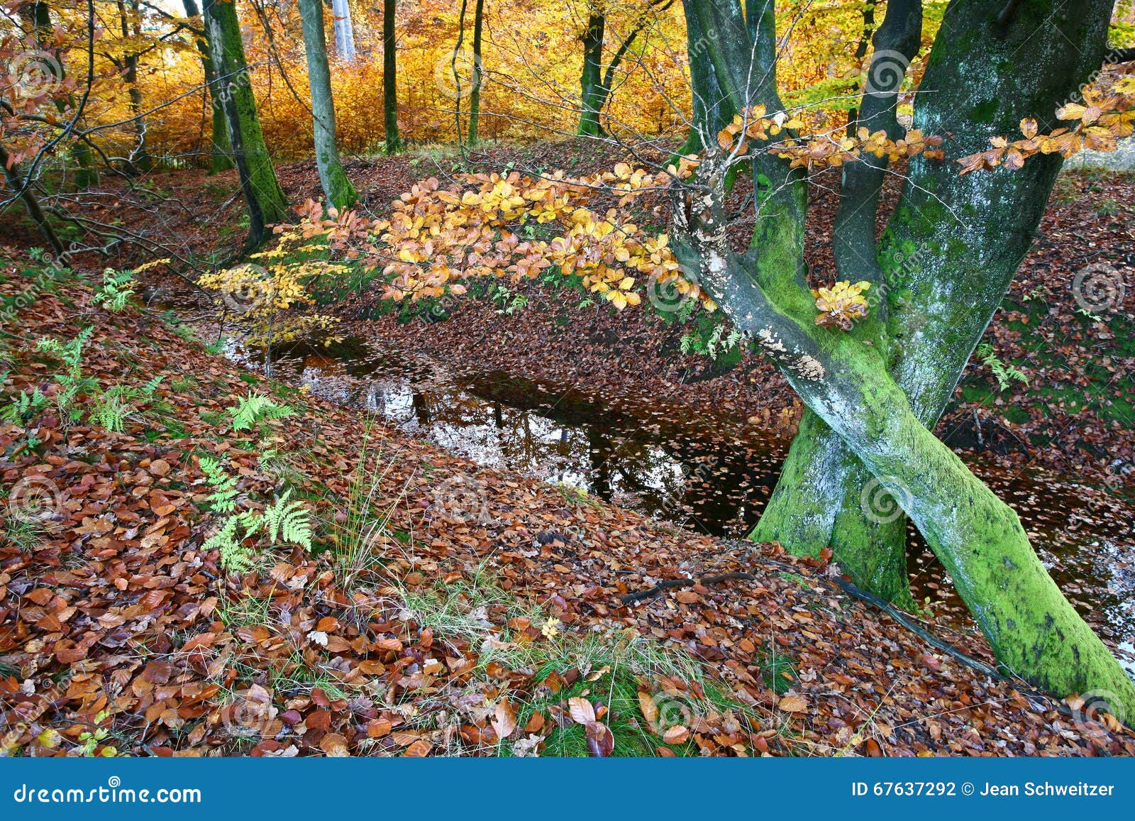 Ravnsholt Forest in Alleroed Denmark Stock Photo - Image of denmark ...