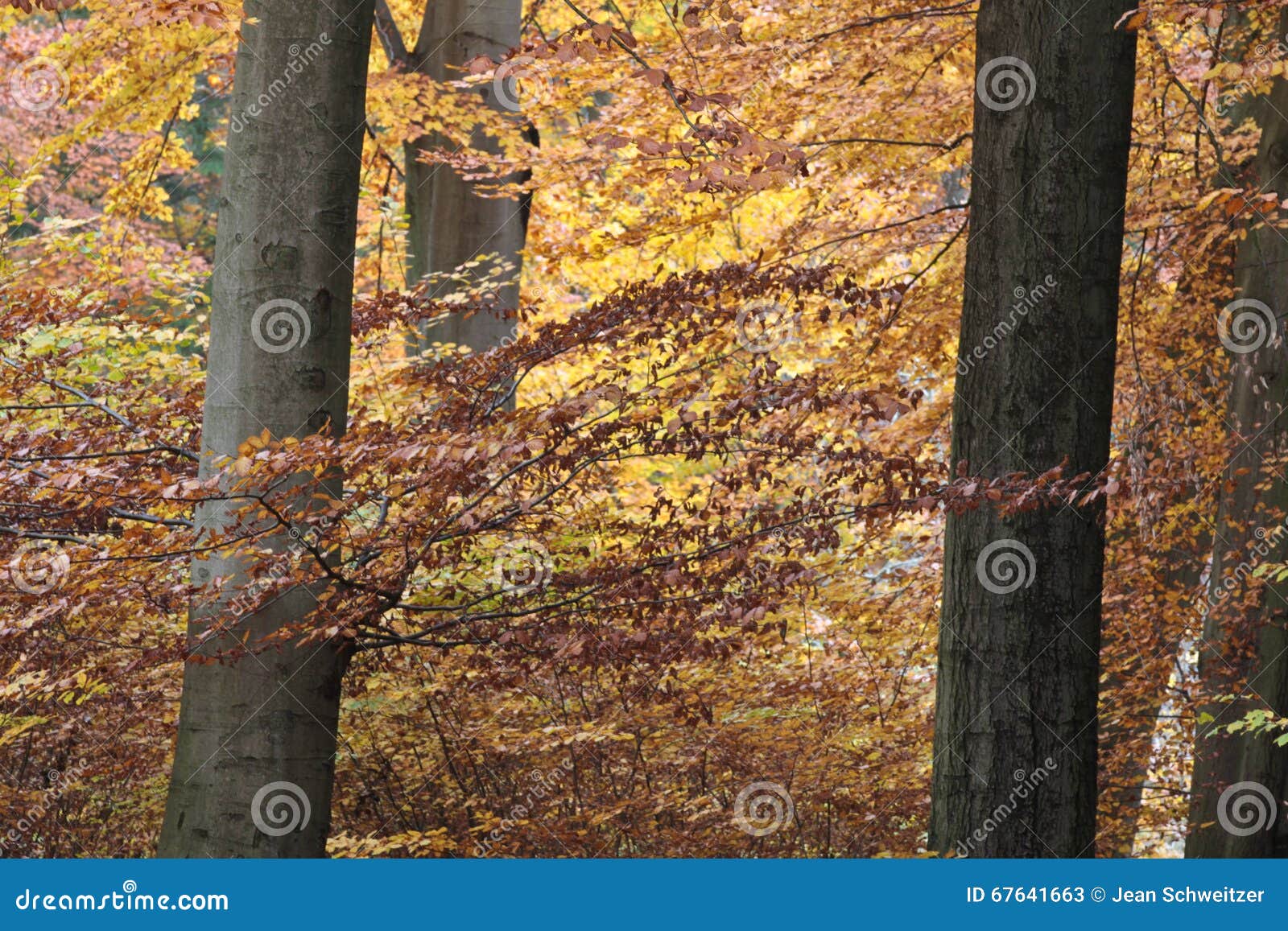 Ravnsholt Skov Forest in Alleroed Denmark Stock Image - Image of ...