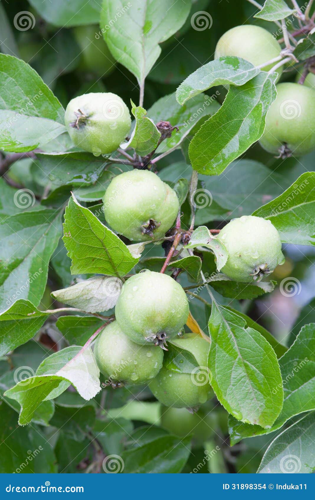 Raw apples on a branch stock photo. Image of apple, growing - 31898354