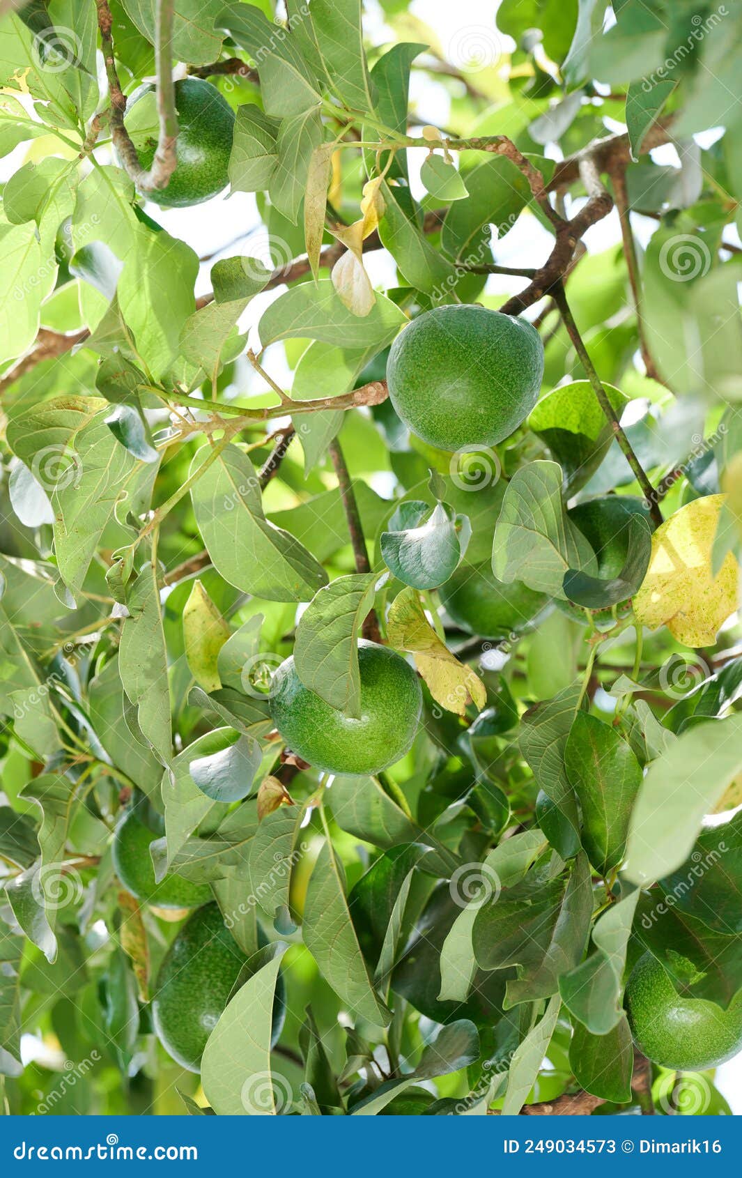 Raw Avocado Growing on Tree Branch Stock Image - Image of growth ...