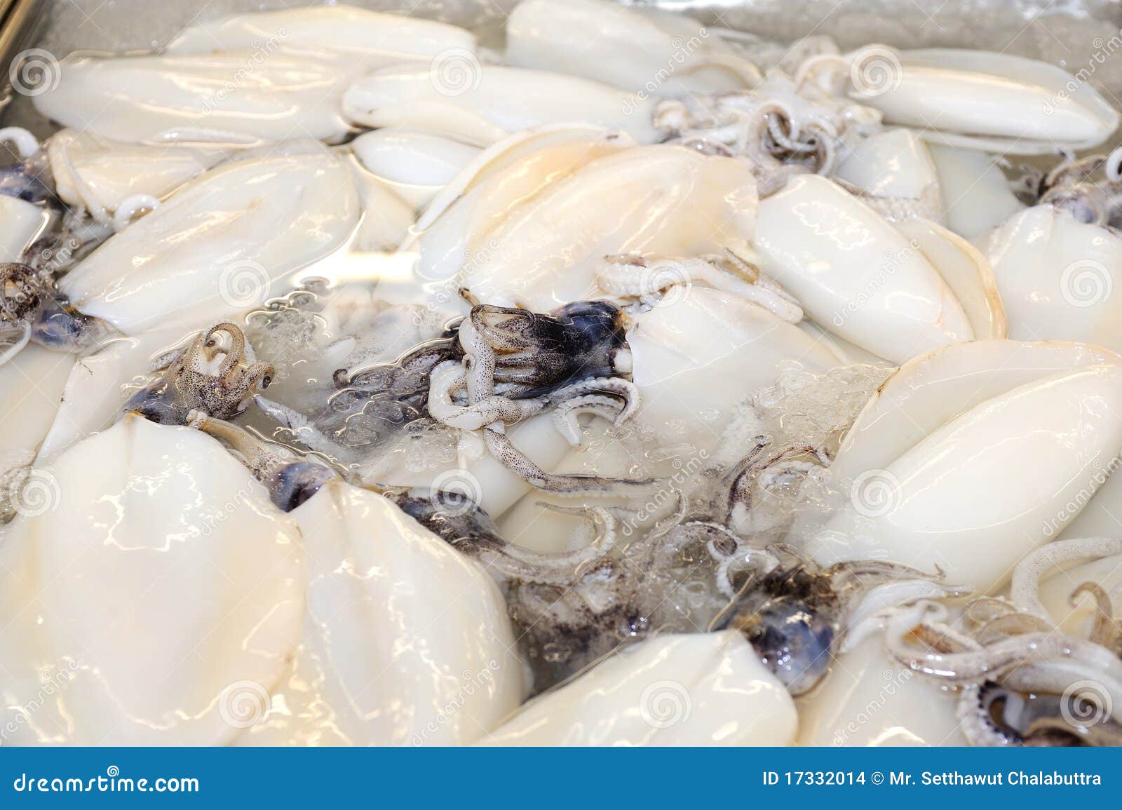 Raw Baby Squids stock photo. Image of fish, studio, group - 17332014