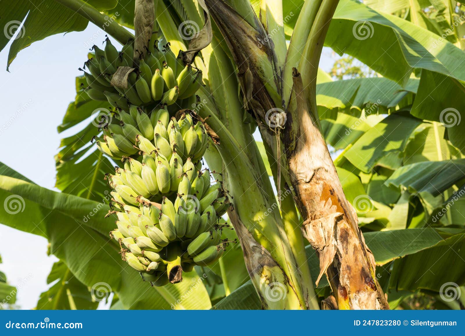Raw Banana Bundle in Plantation Stock Photo - Image of healthy, fruit ...