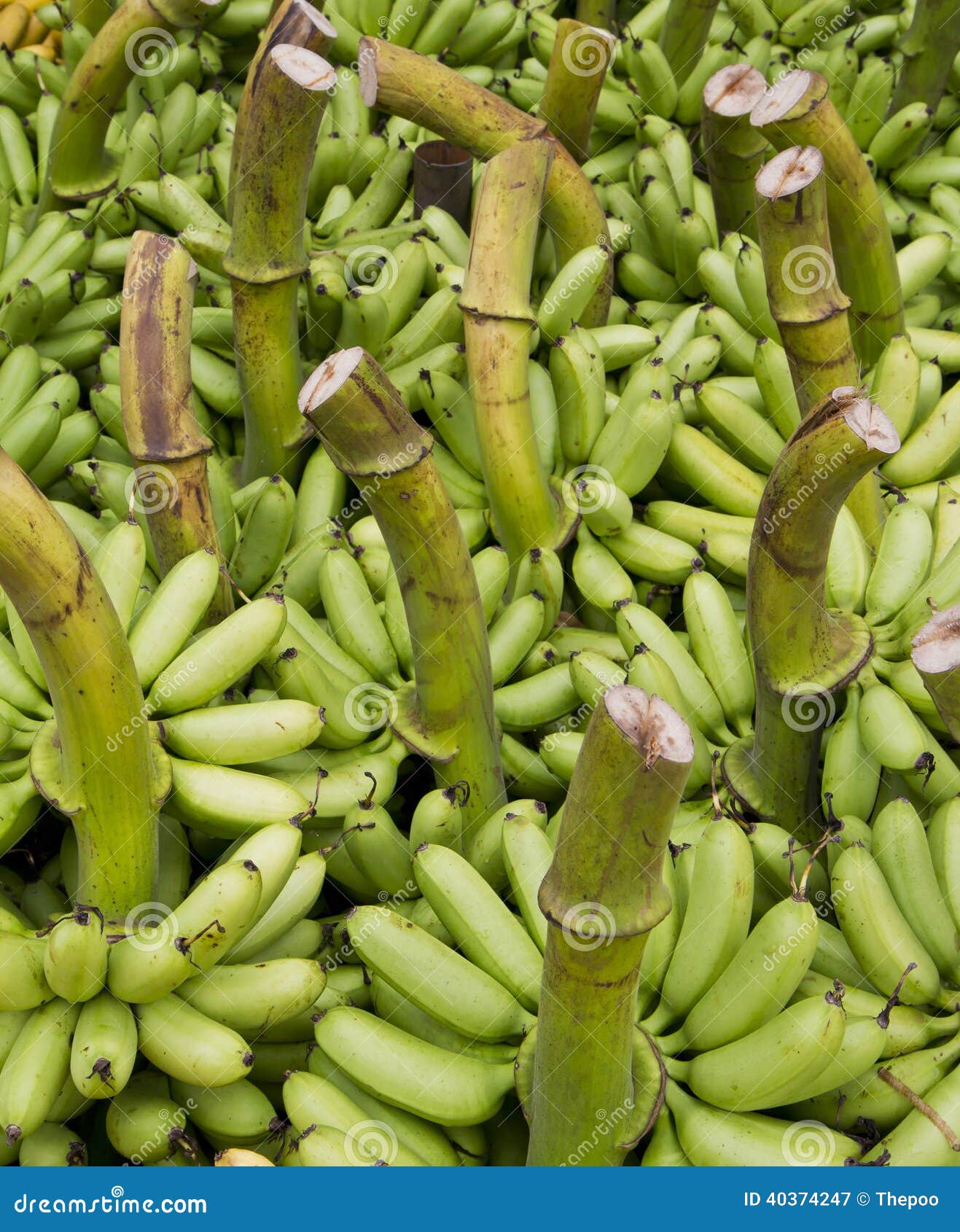 Raw banana stock image. Image of natural, agriculture - 40374247