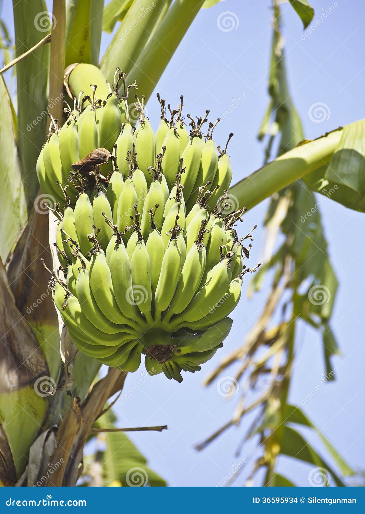 Raw banana on tree stock photo. Image of fresh, flora - 36595934