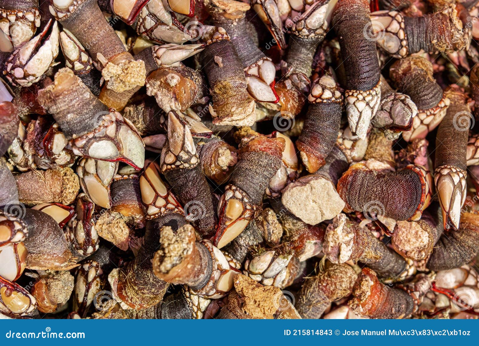 Raw Barnacles Up Close and Textured, Seafood Stock Image - Image of ...