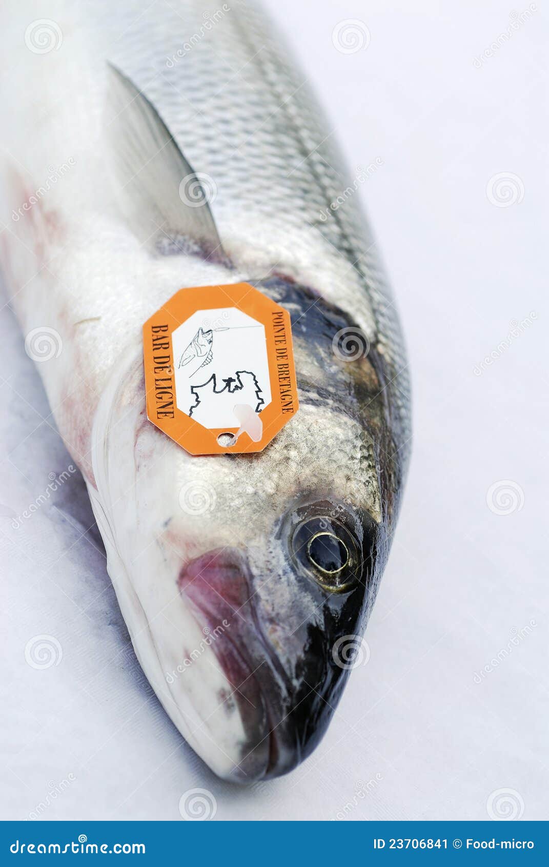Raw bass editorial photo. Image of ingredient, fishing - 23706841