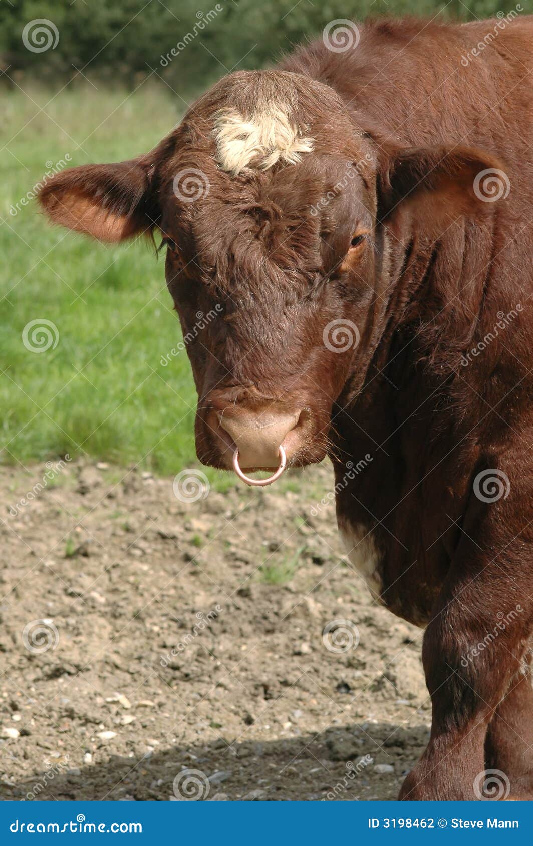 Nose Piercing Cow Stock Photos - Free & Royalty-Free Stock Photos from ...