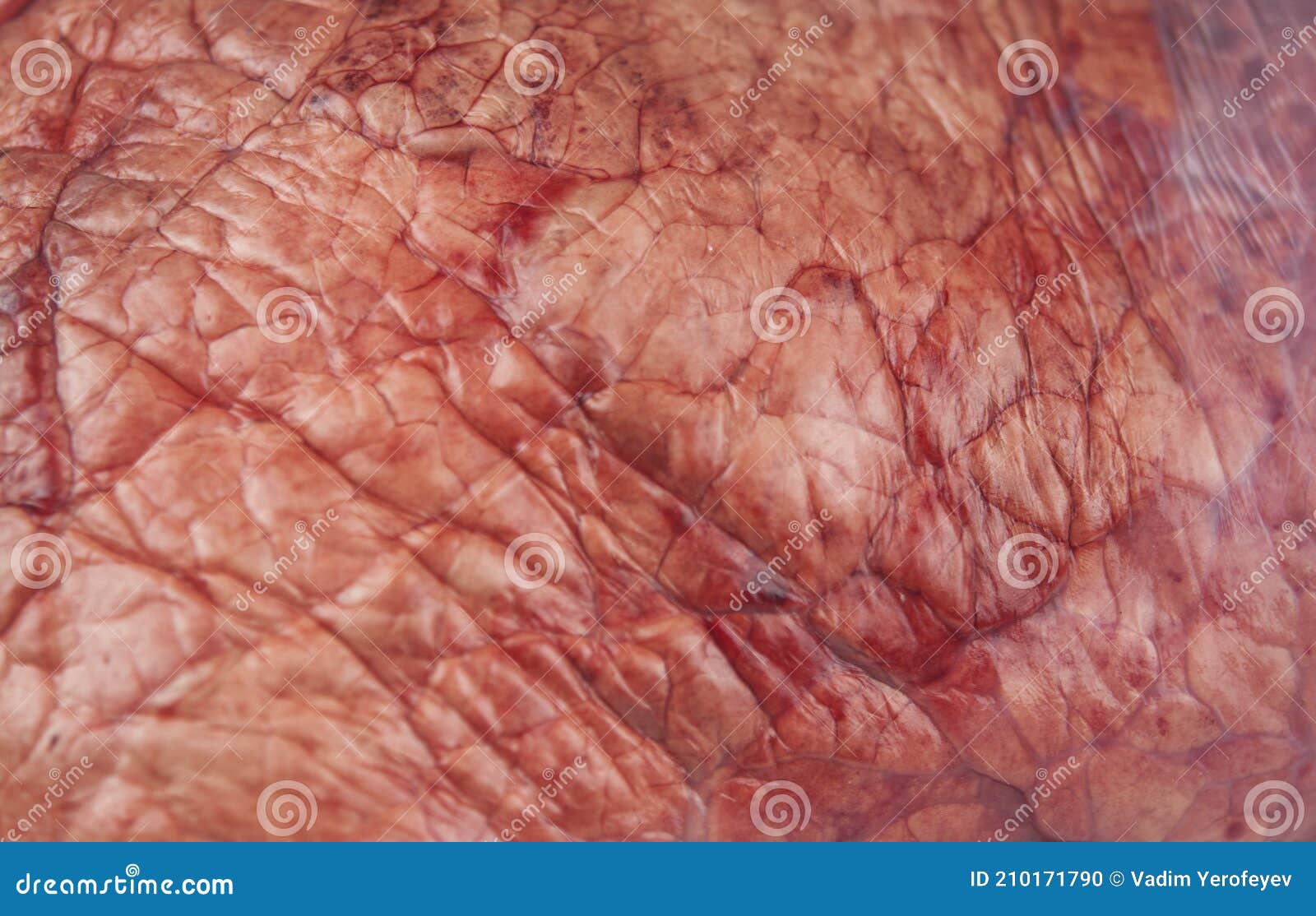Raw Beef Lungs on White BackgroundÑŽ Top View Stock Photo - Image of ...