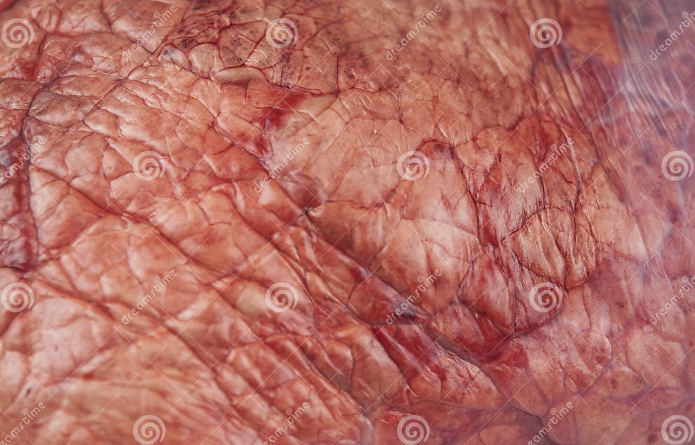 Raw Beef Lungs on White BackgroundÑŽ Top View Stock Photo - Image of ...