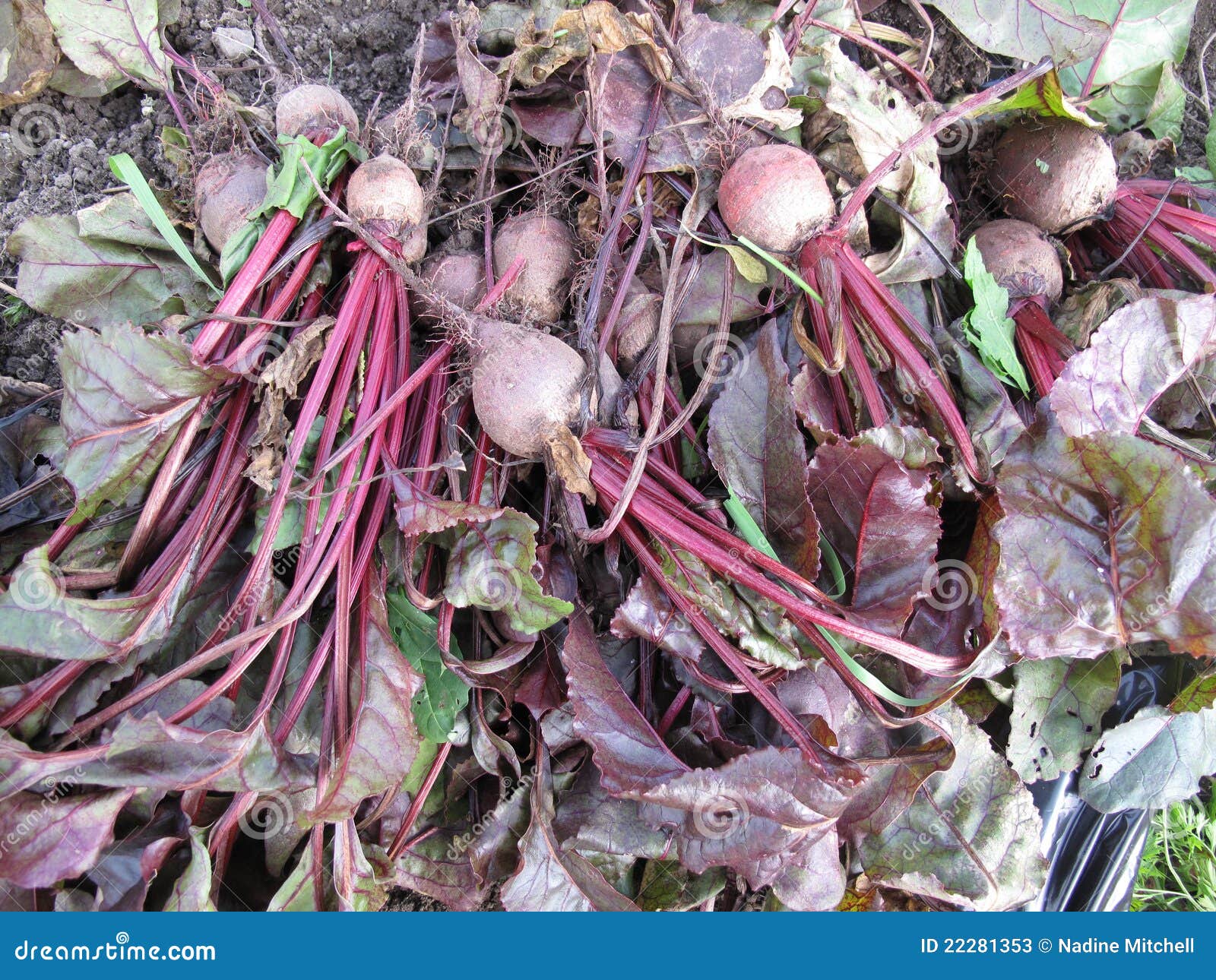Raw Beets Freshly Picked stock image. Image of organic - 22281353