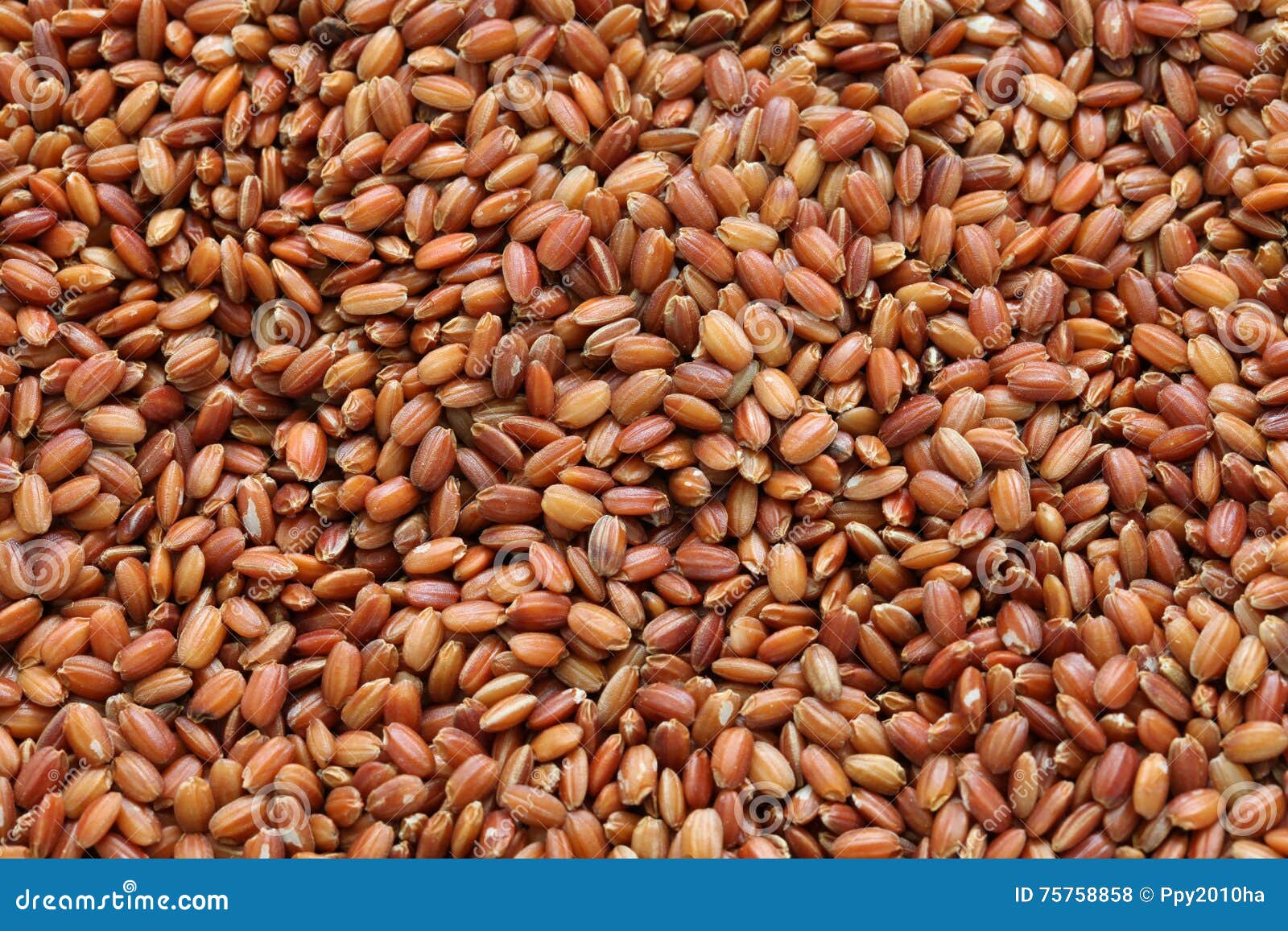 Raw bhutanese red rice stock photo. Image of healthy - 75758858