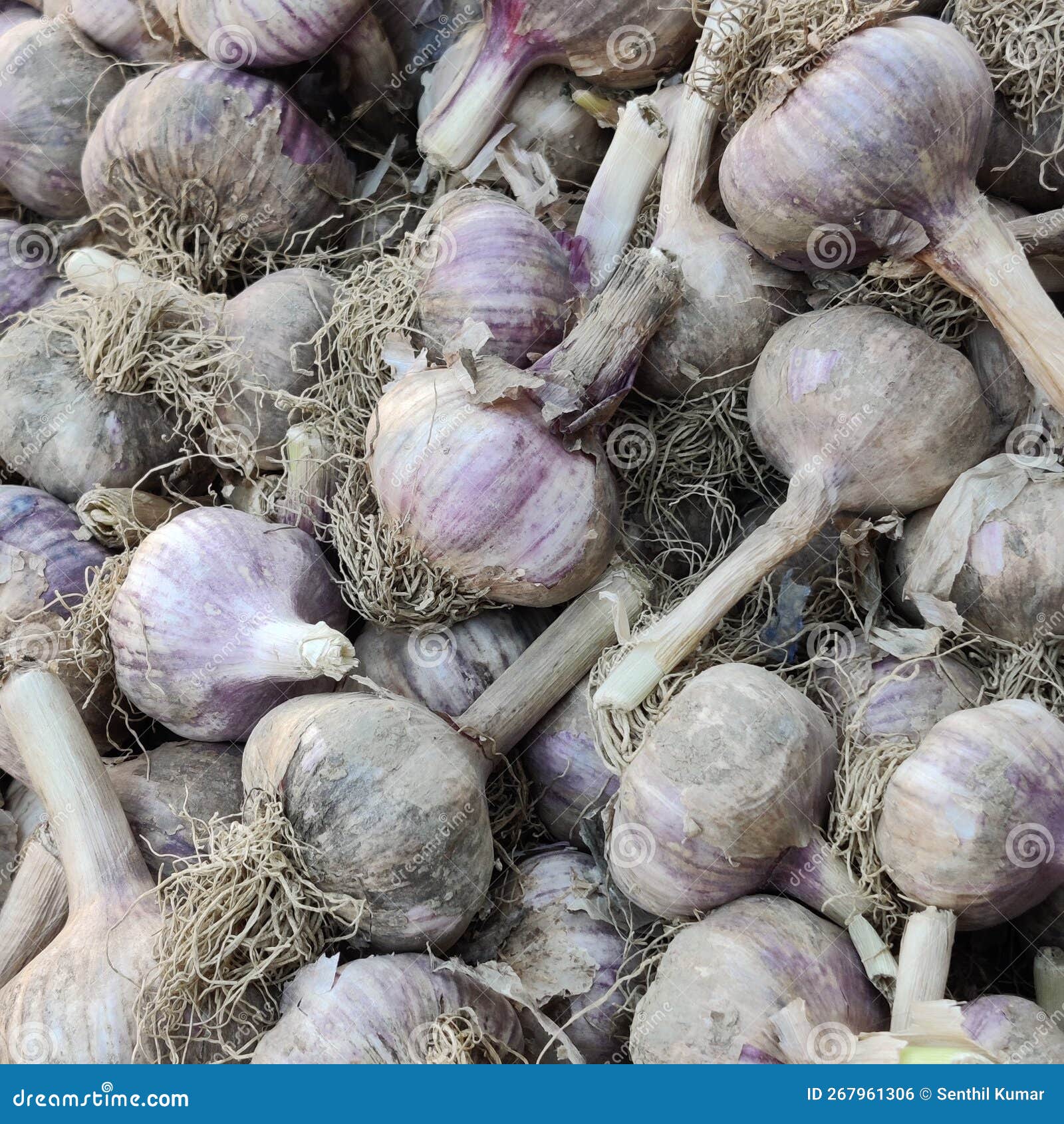 A Raw Big Garlic in the Streets of Srinagar in India Stock Photo ...