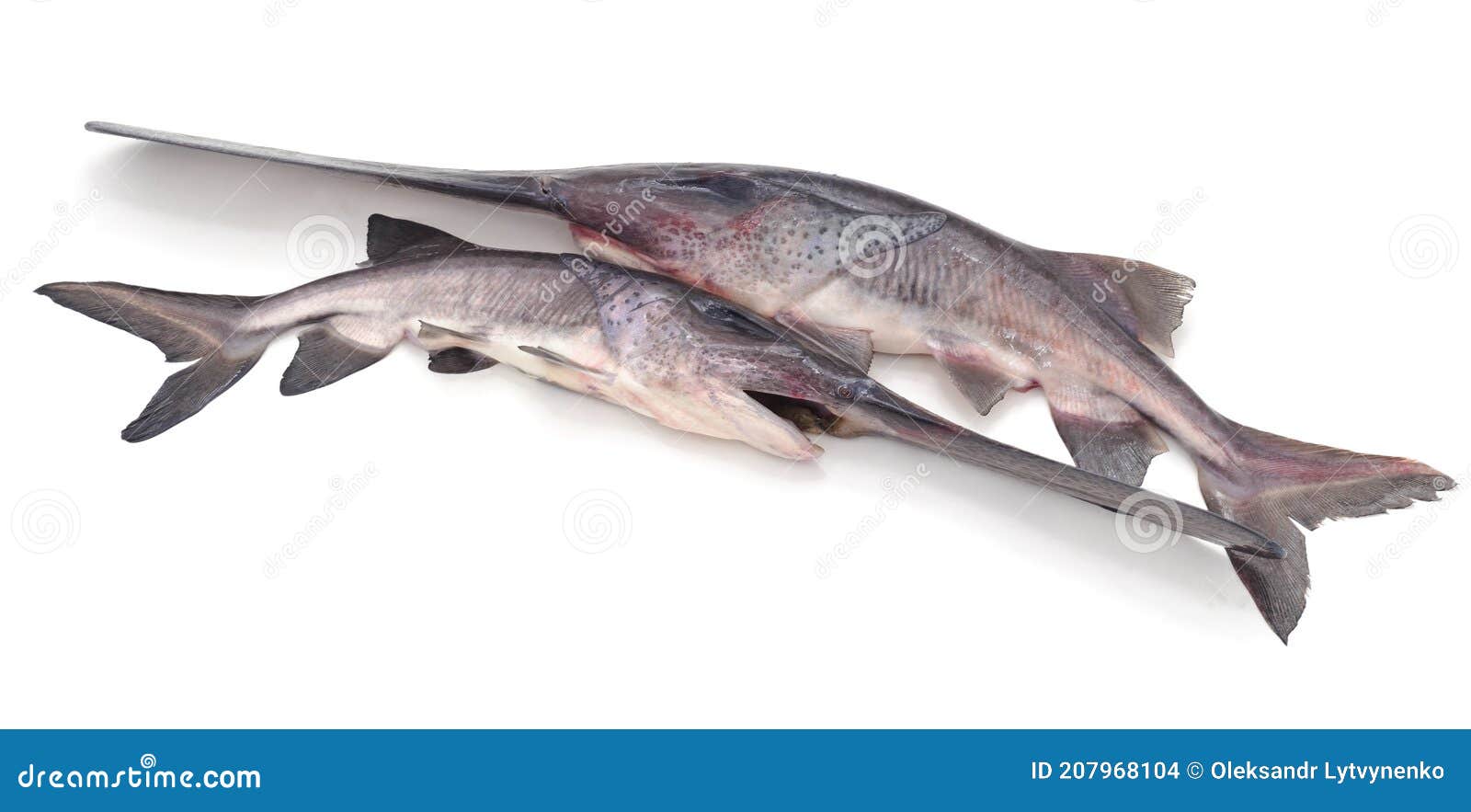 Raw big paddlefish stock photo. Image of food, freshwater - 207968104