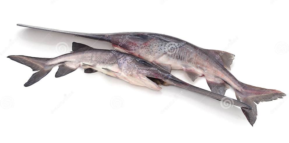 Raw big paddlefish stock photo. Image of food, freshwater - 207968104