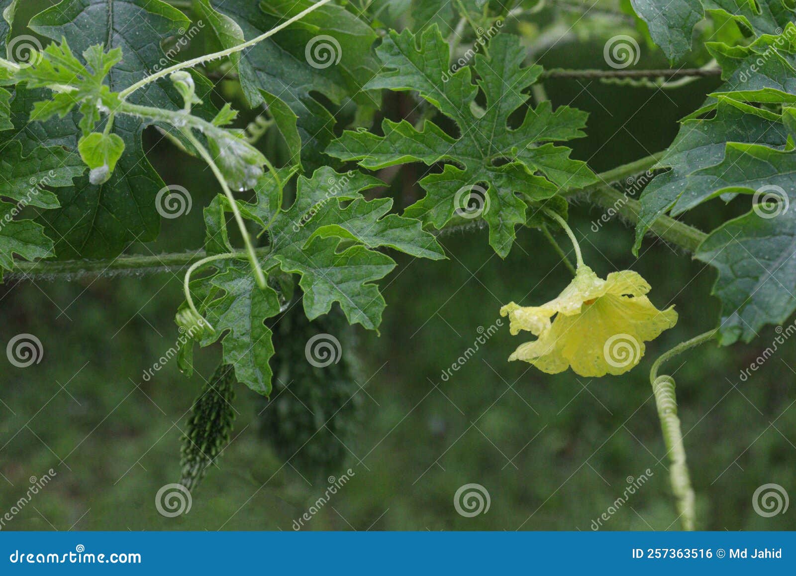 Raw bitter melon on tree stock photo. Image of food - 257363516