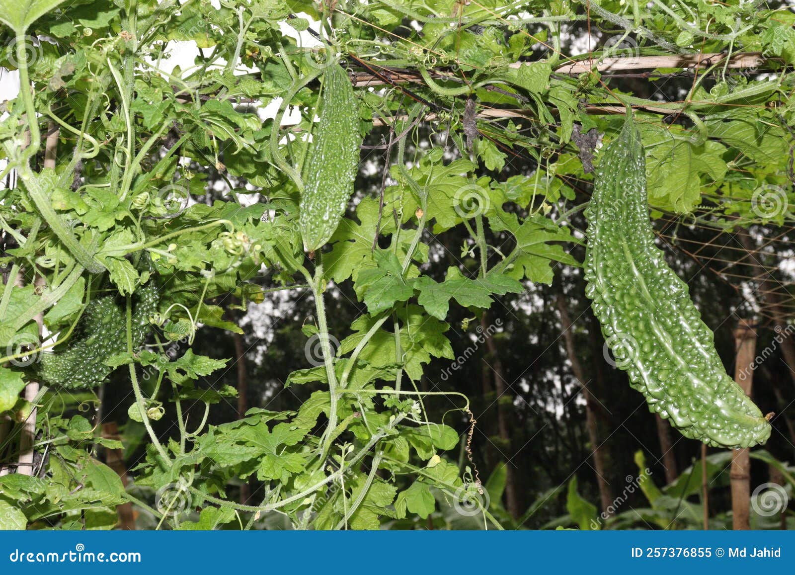 Raw bitter melon on tree stock image. Image of diet - 257376855