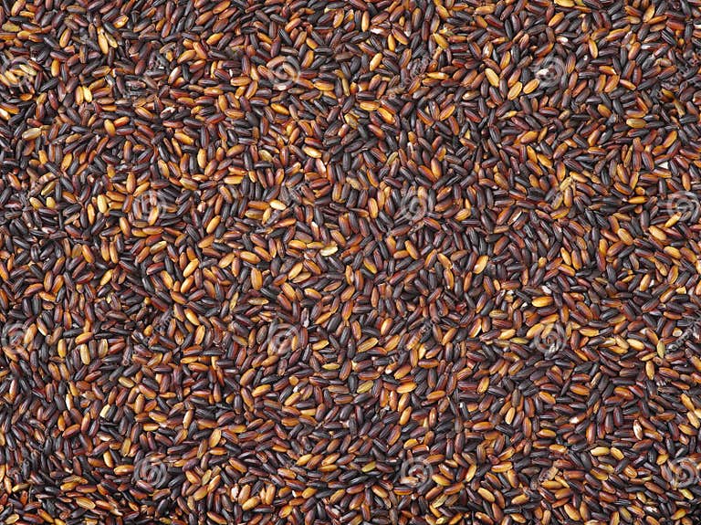 Raw Black rice stock photo. Image of vegetarian, blue - 101322528