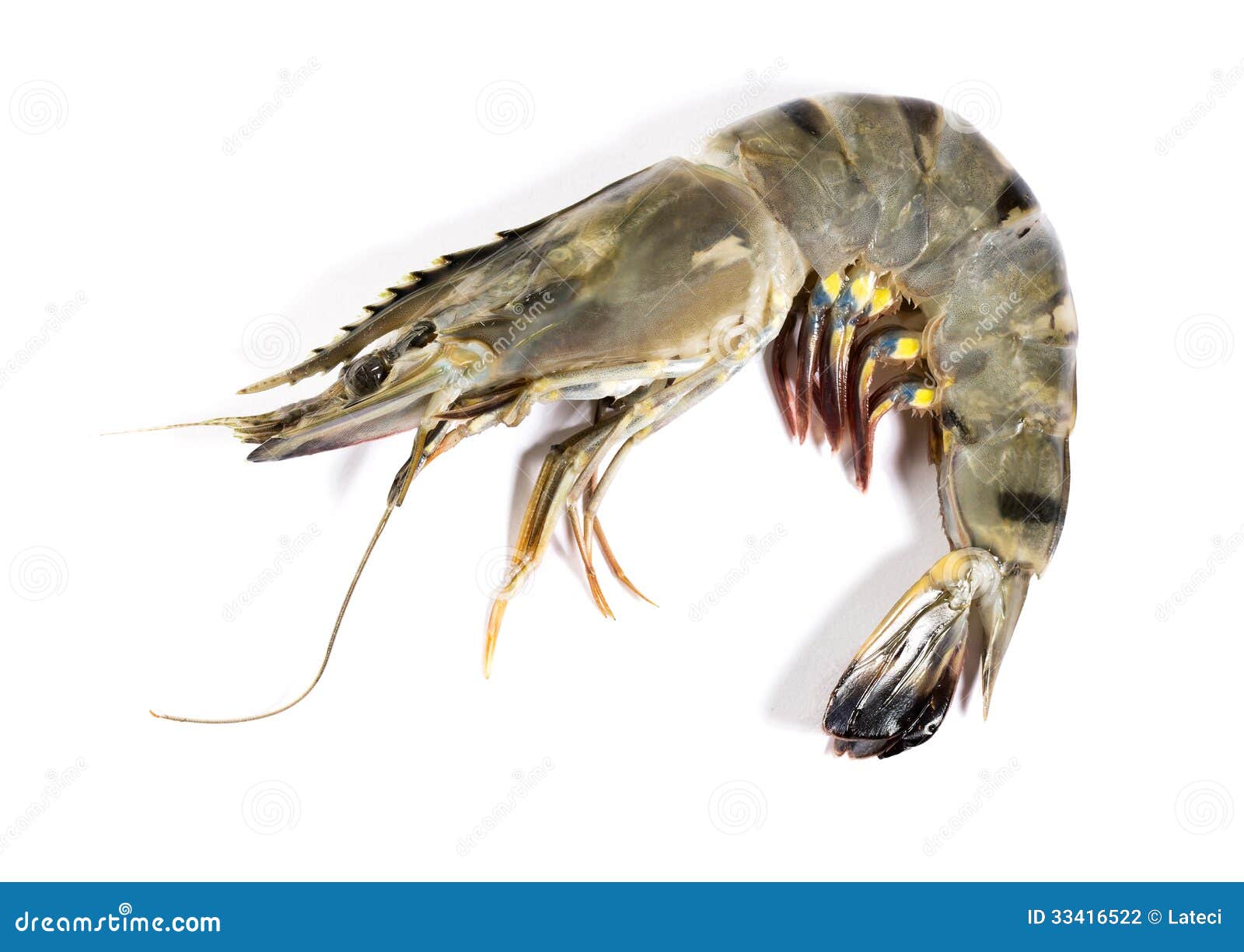 Tiger Shrimp