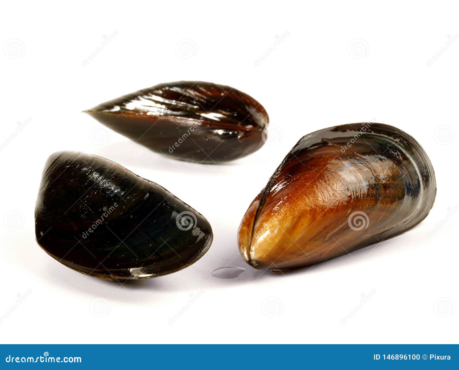 Raw Blue Mussel stock photo. Image of fish, healthy - 146896100