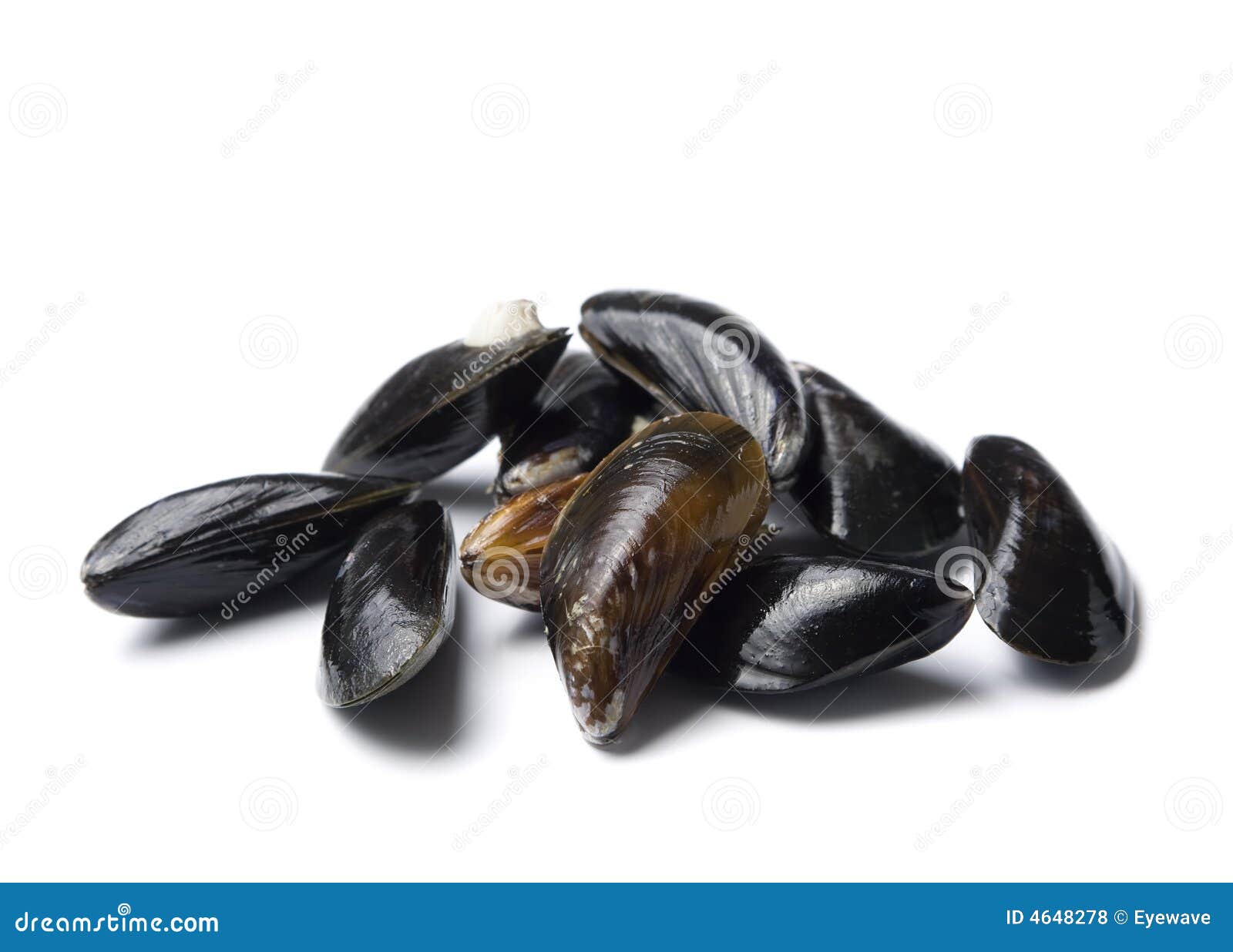 Raw blue mussels isolated stock photo. Image of fresh - 4648278