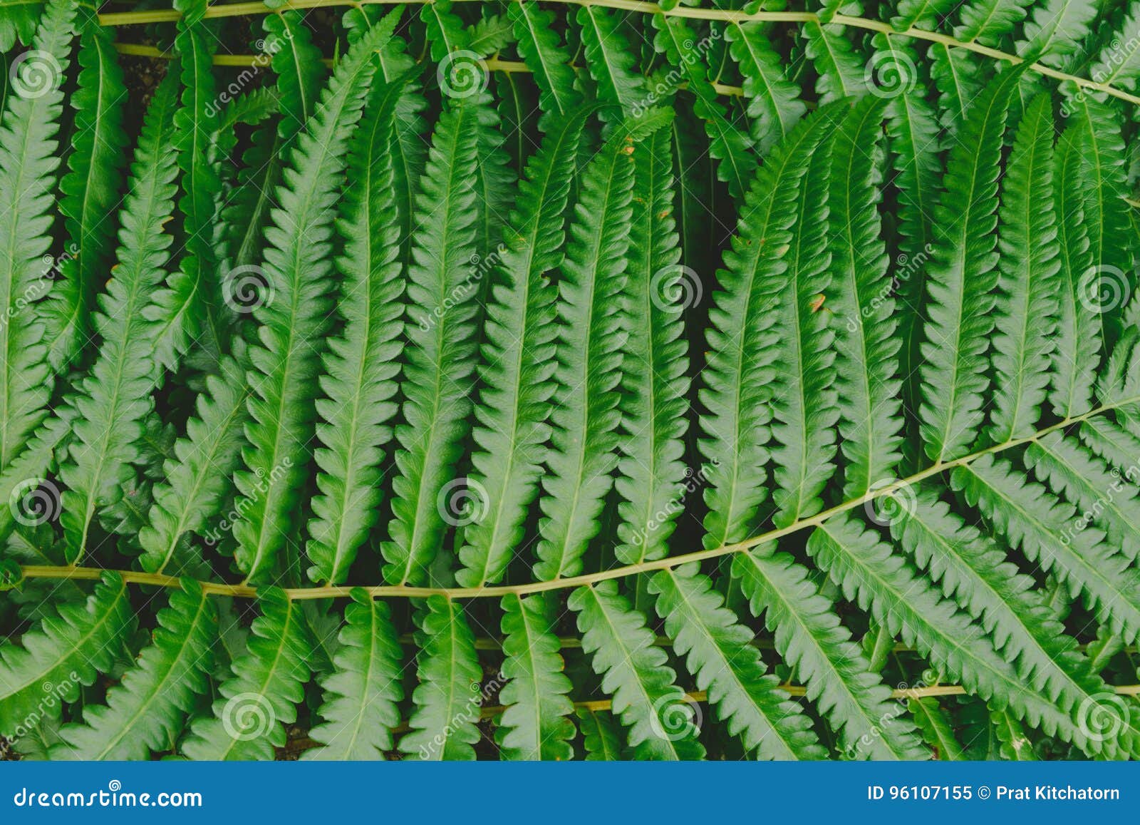 Raw Bracken Greenery Forest Pattern Background Royalty-Free Stock ...