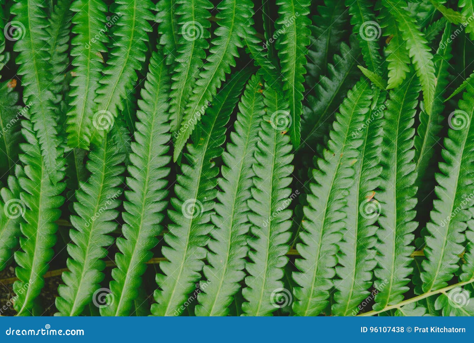 Raw Bracken Greenery Forest Pattern Background Royalty-Free Stock ...