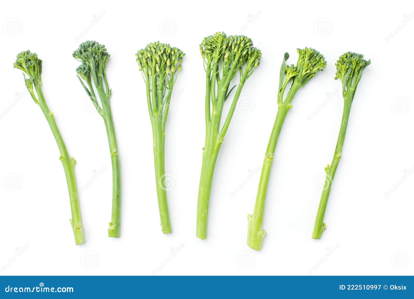 Raw Broccolini at the Row on White Background Stock Image - Image of ...
