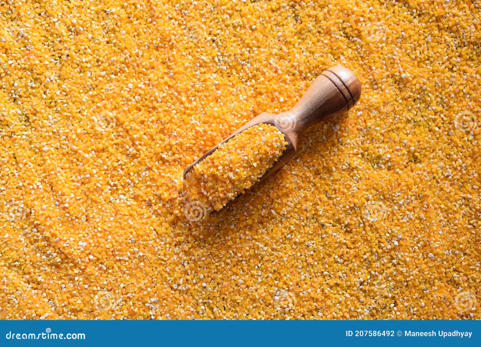 Dry broken corn kernel stock photo. Image of broken - 207586492