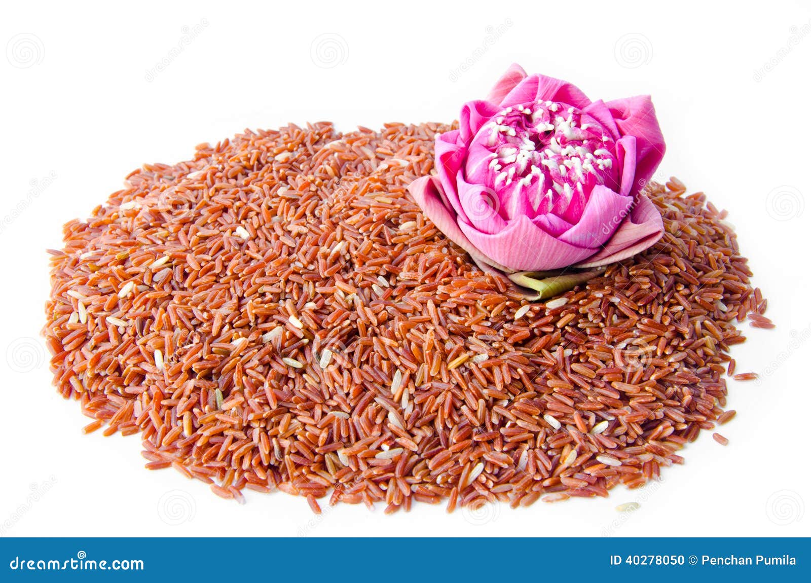 Raw Brown Rice and Lotus Flower Stock Photo - Image of ingredient ...