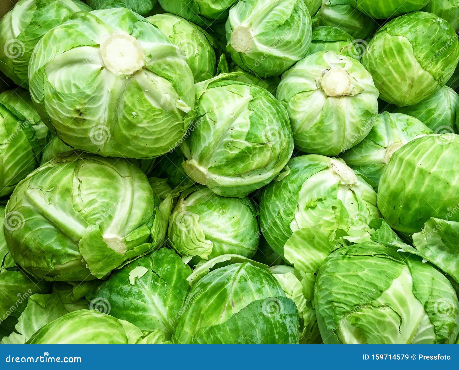 Raw cabbage stock image. Image of growth, cooking, fruit - 159714579