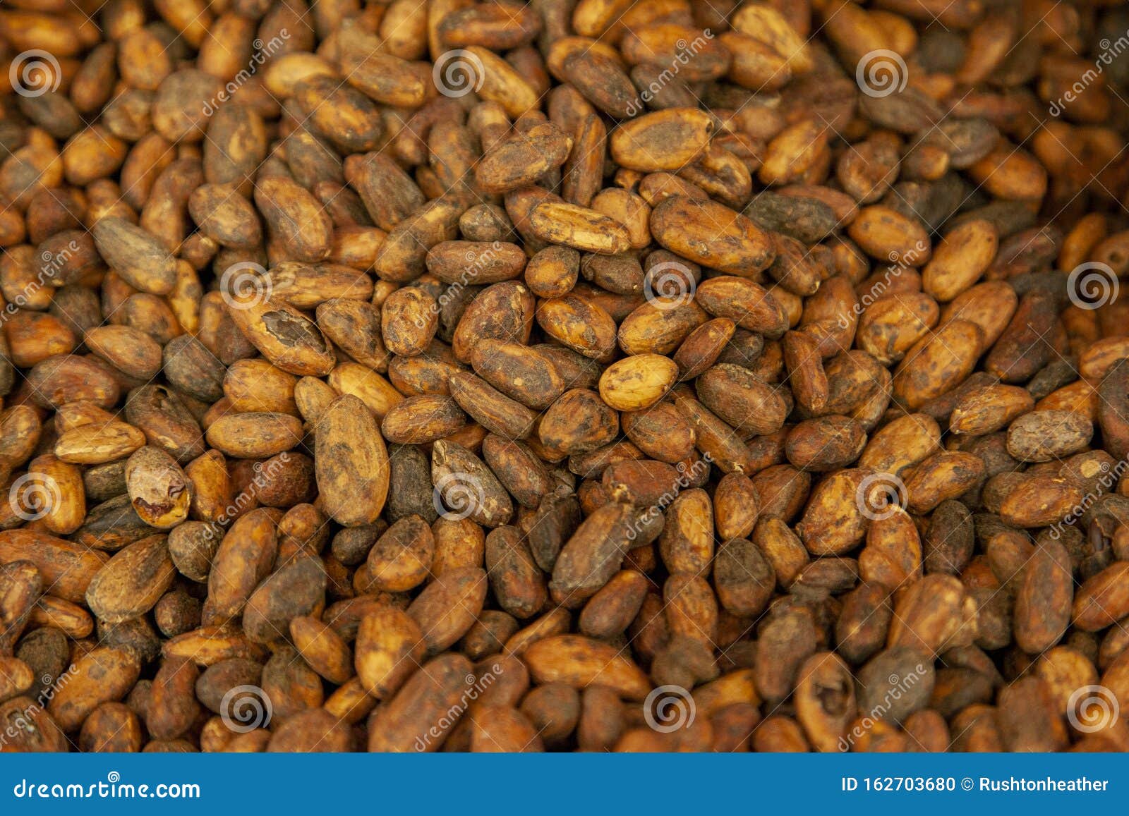 Raw cacao beans stock photo. Image of flavor, dish, culinary - 162703680